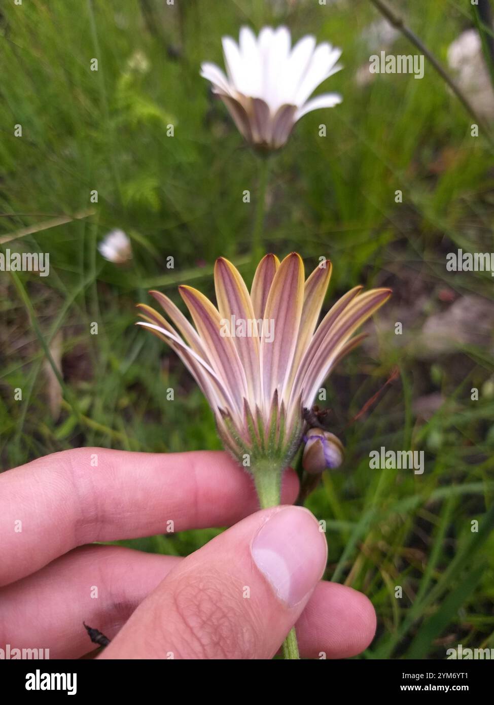Dimorphotheca nudicaulis hi-res stock photography and images - Alamy