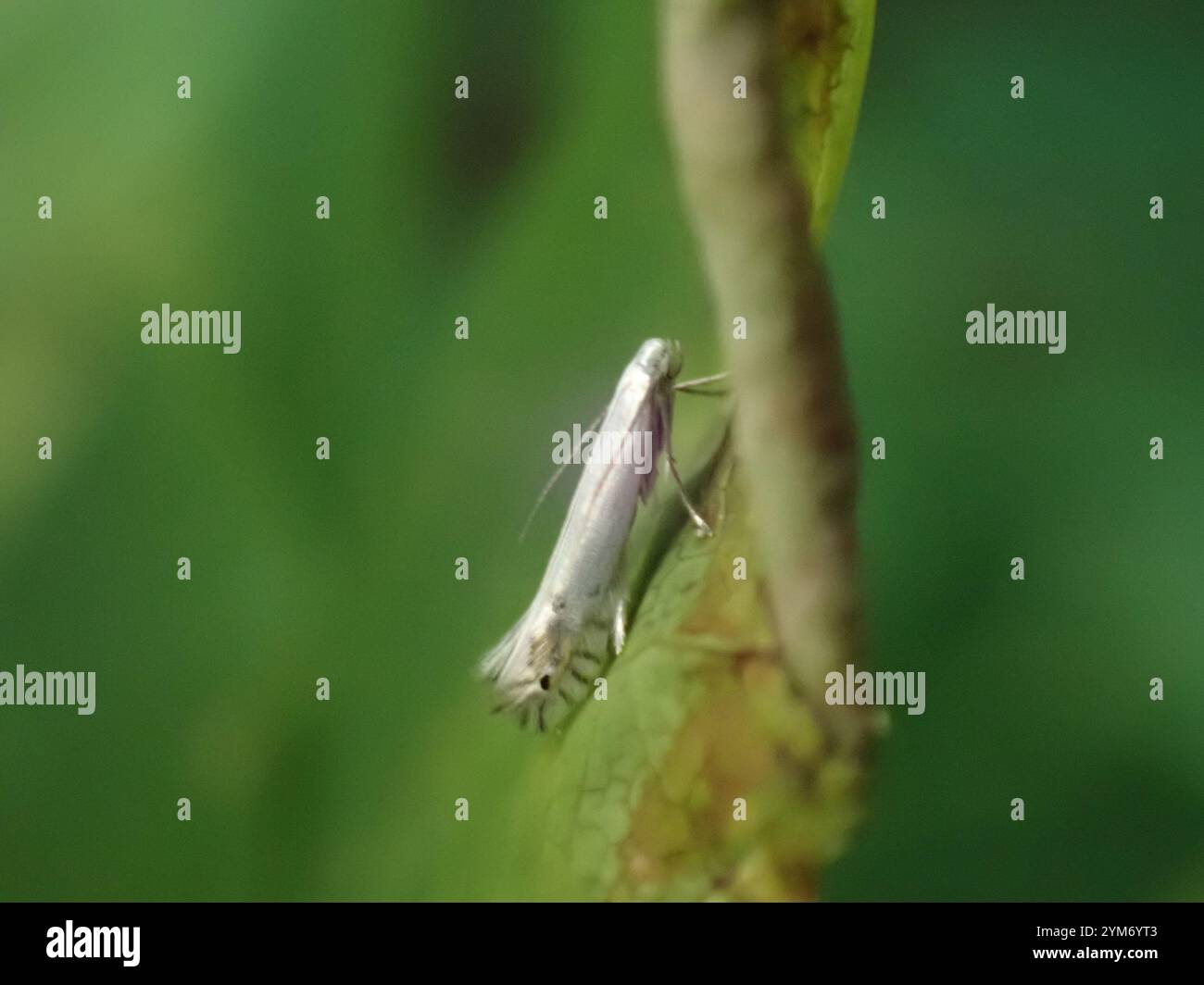 Aspen Serpentine Leafminer Moth (Phyllocnistis populiella Stock Photo ...