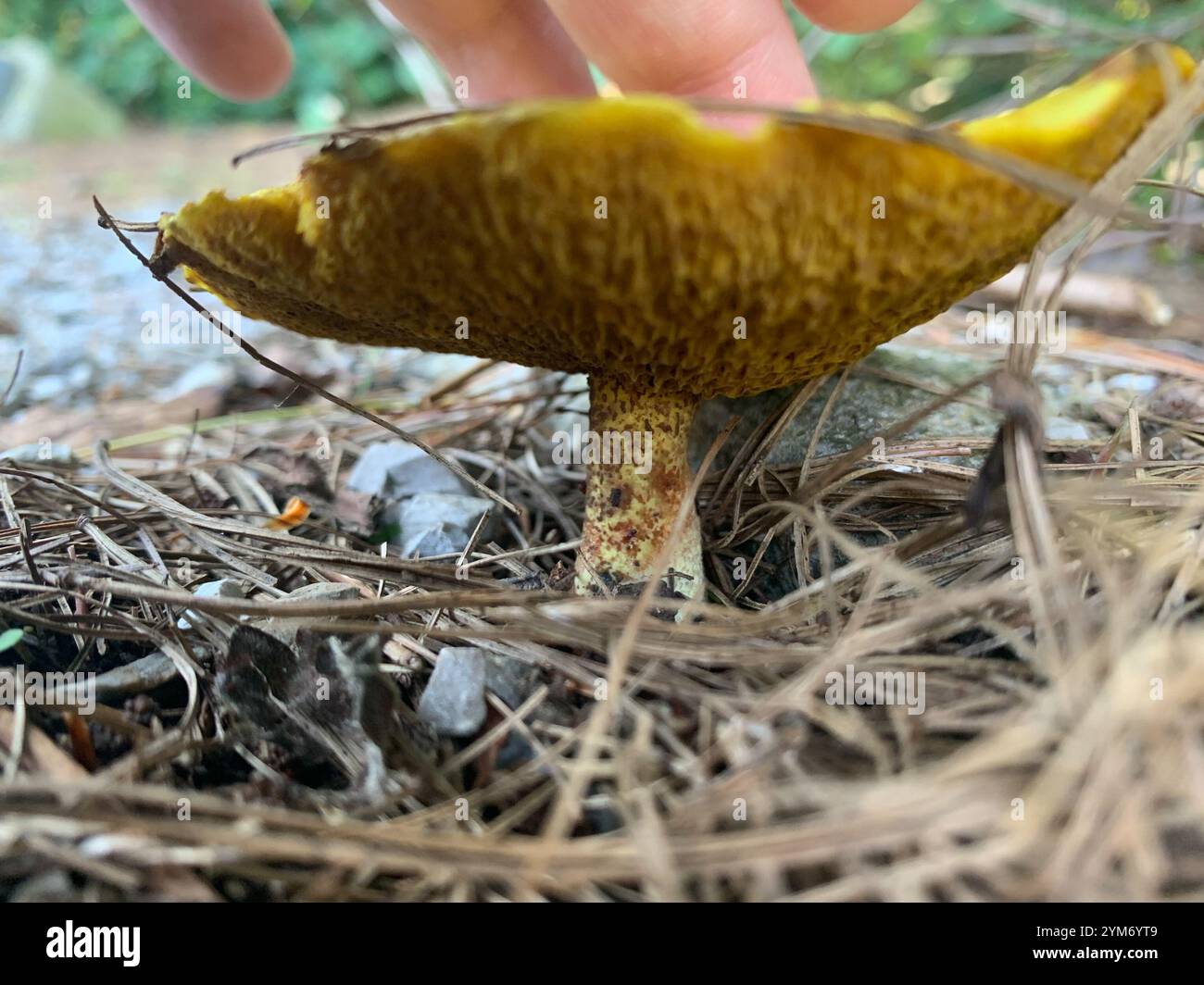 Chicken Fat Mushroom (Suillus americanus Stock Photo - Alamy
