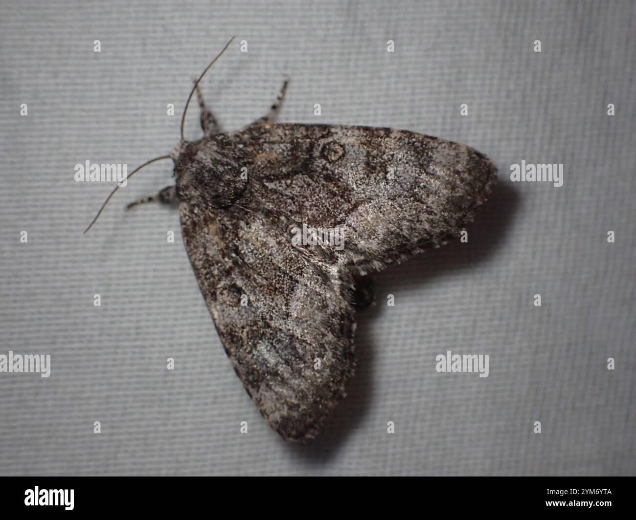Brother Moth (Raphia frater Stock Photo - Alamy