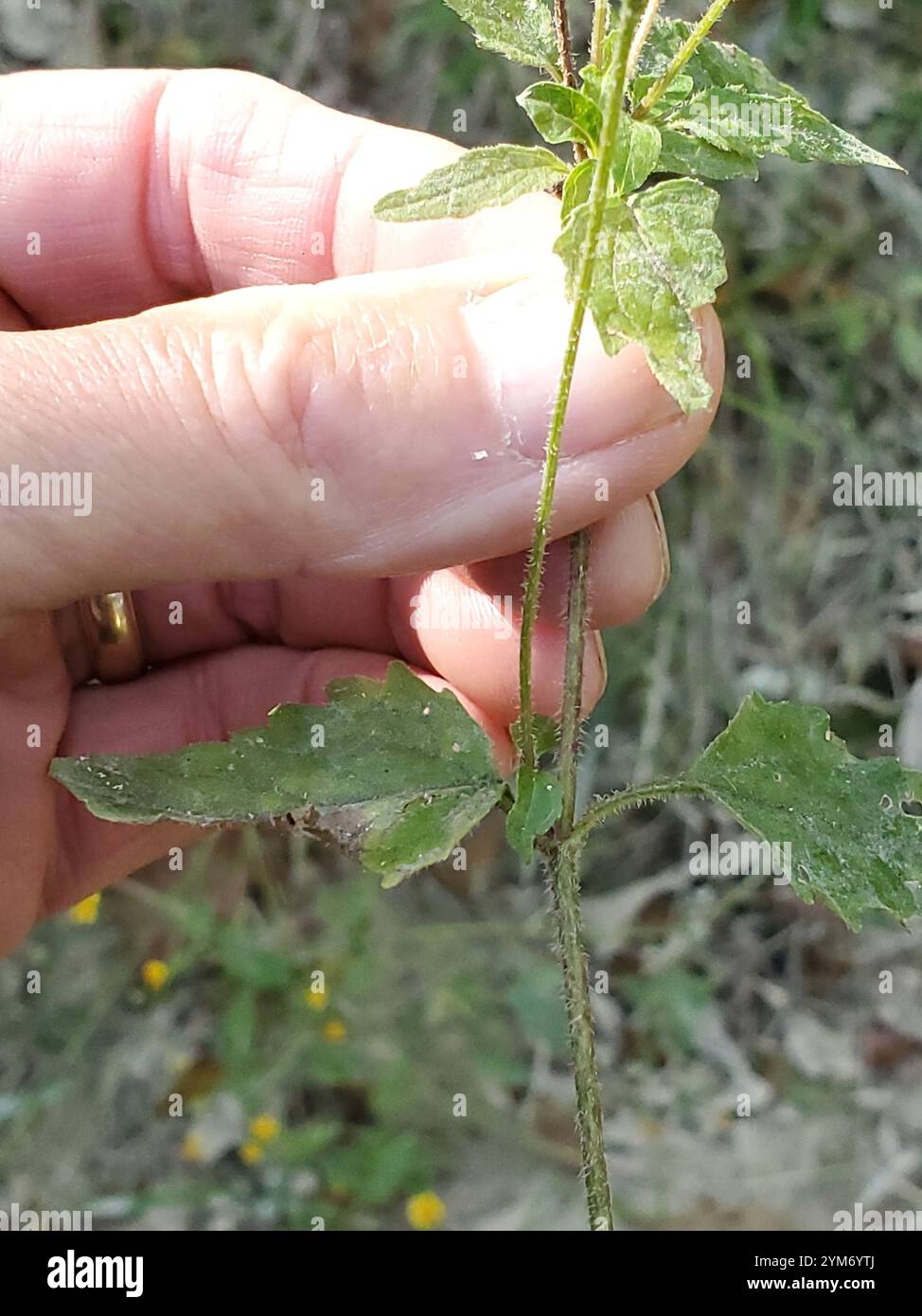Oppositeleaf Spotflower (Acmella repens Stock Photo - Alamy