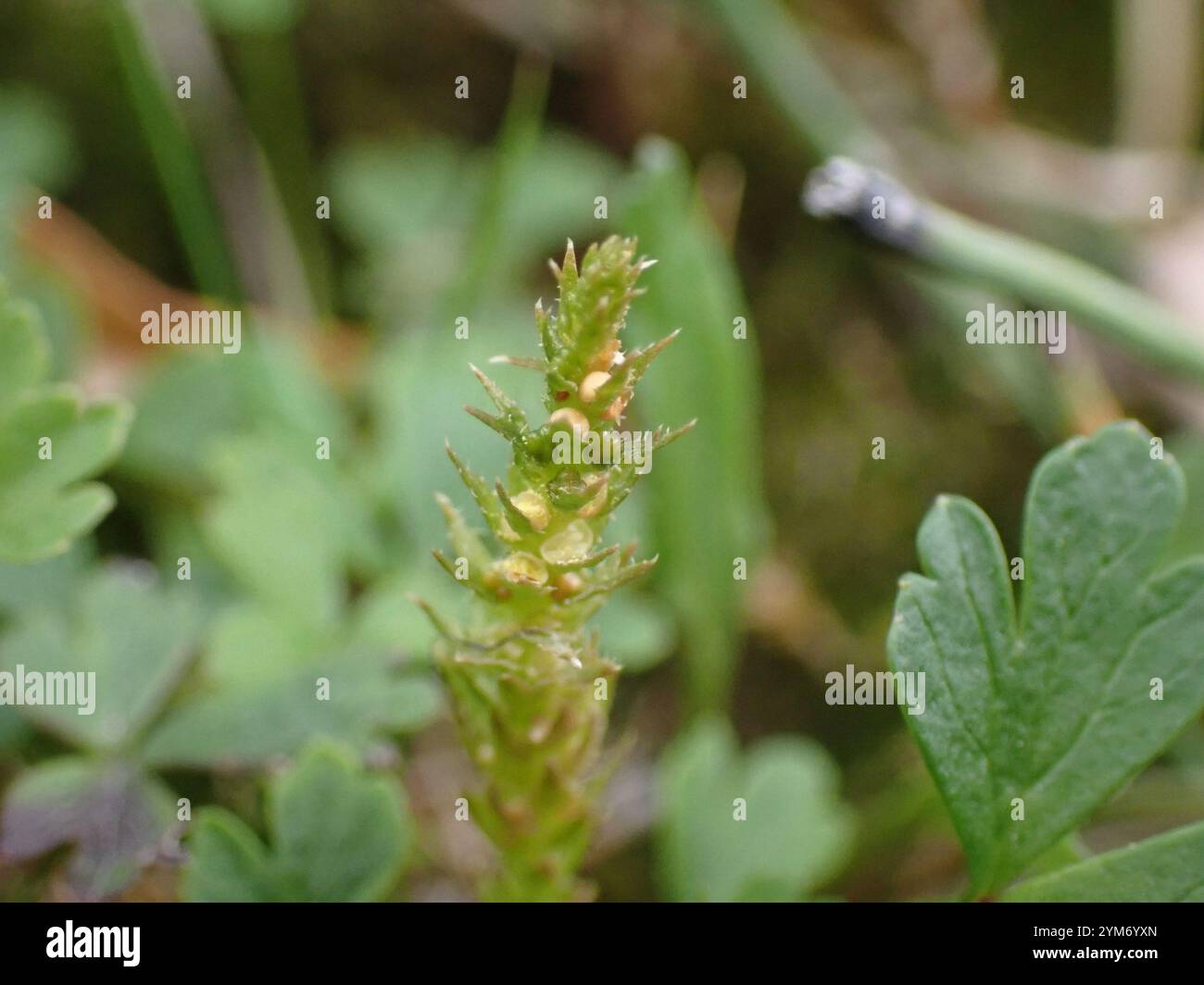 northern spikemoss (Selaginella selaginoides Stock Photo - Alamy