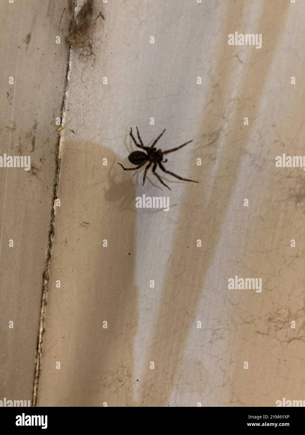 Badumna spider hi-res stock photography and images - Alamy