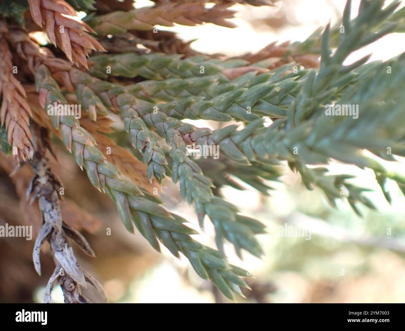creeping juniper (Juniperus horizontalis Stock Photo - Alamy