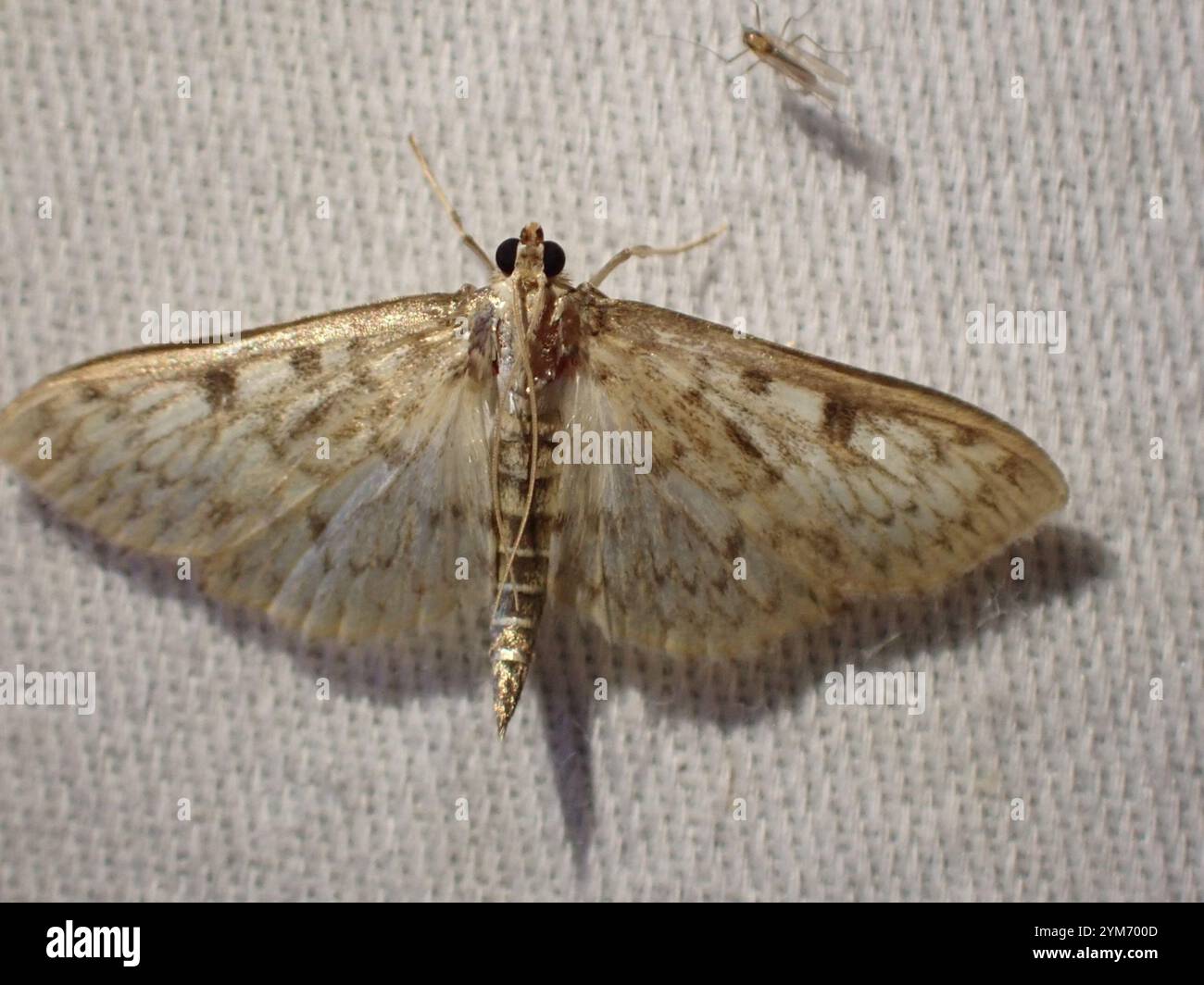 Herpetogramma hi-res stock photography and images - Alamy