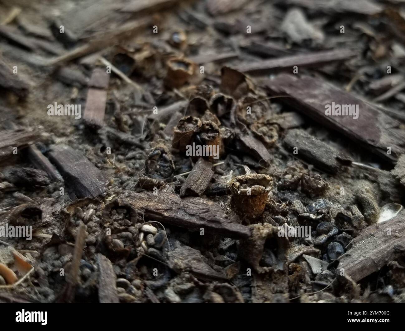 bird's nest fungi (Nidulariaceae Stock Photo - Alamy
