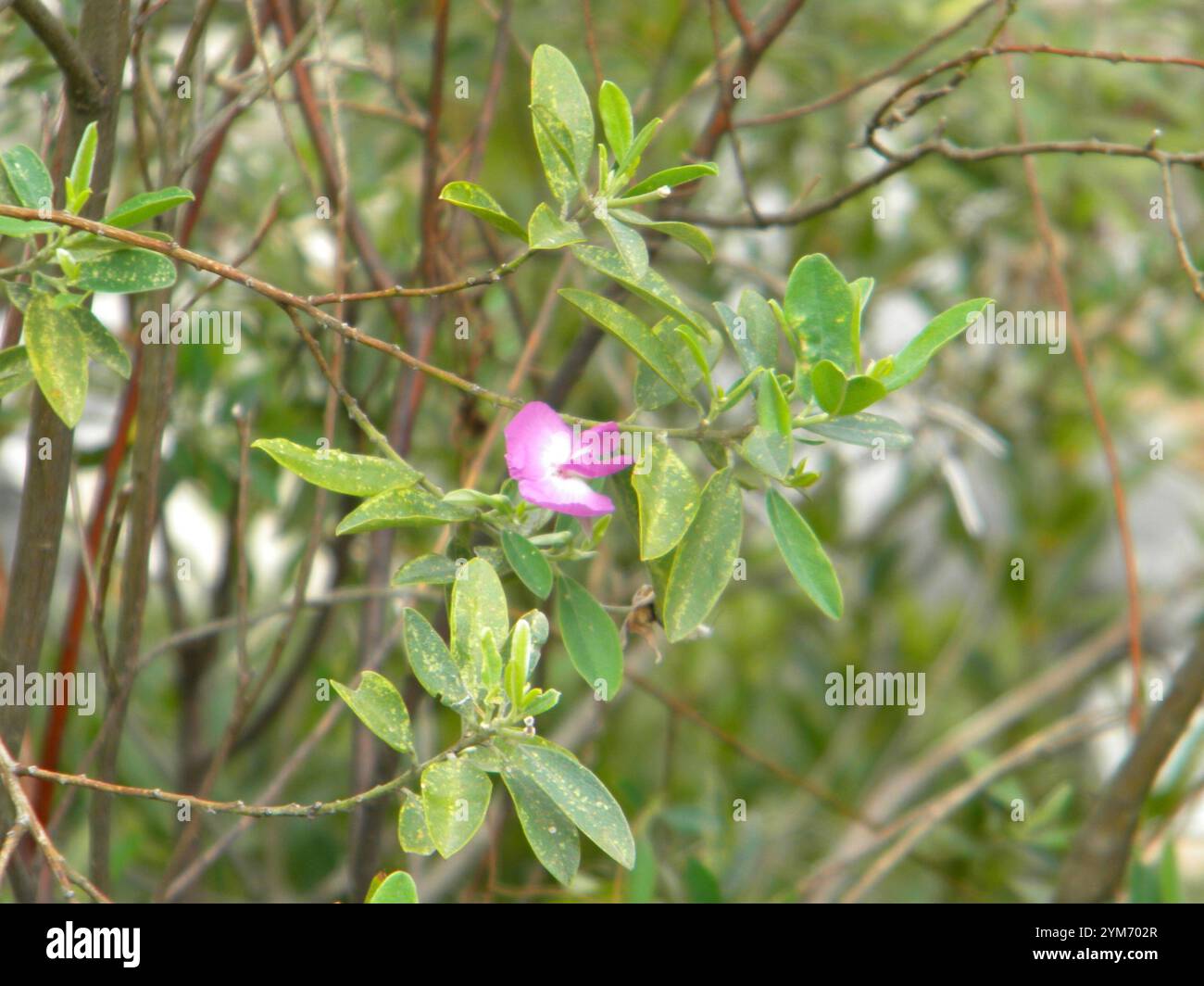 Cape Sweetpeas (Podalyria Stock Photo - Alamy