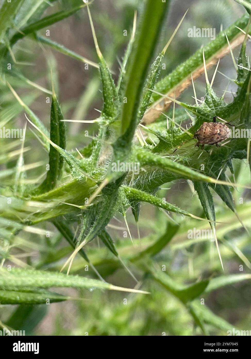 Oncocoris hi-res stock photography and images - Alamy