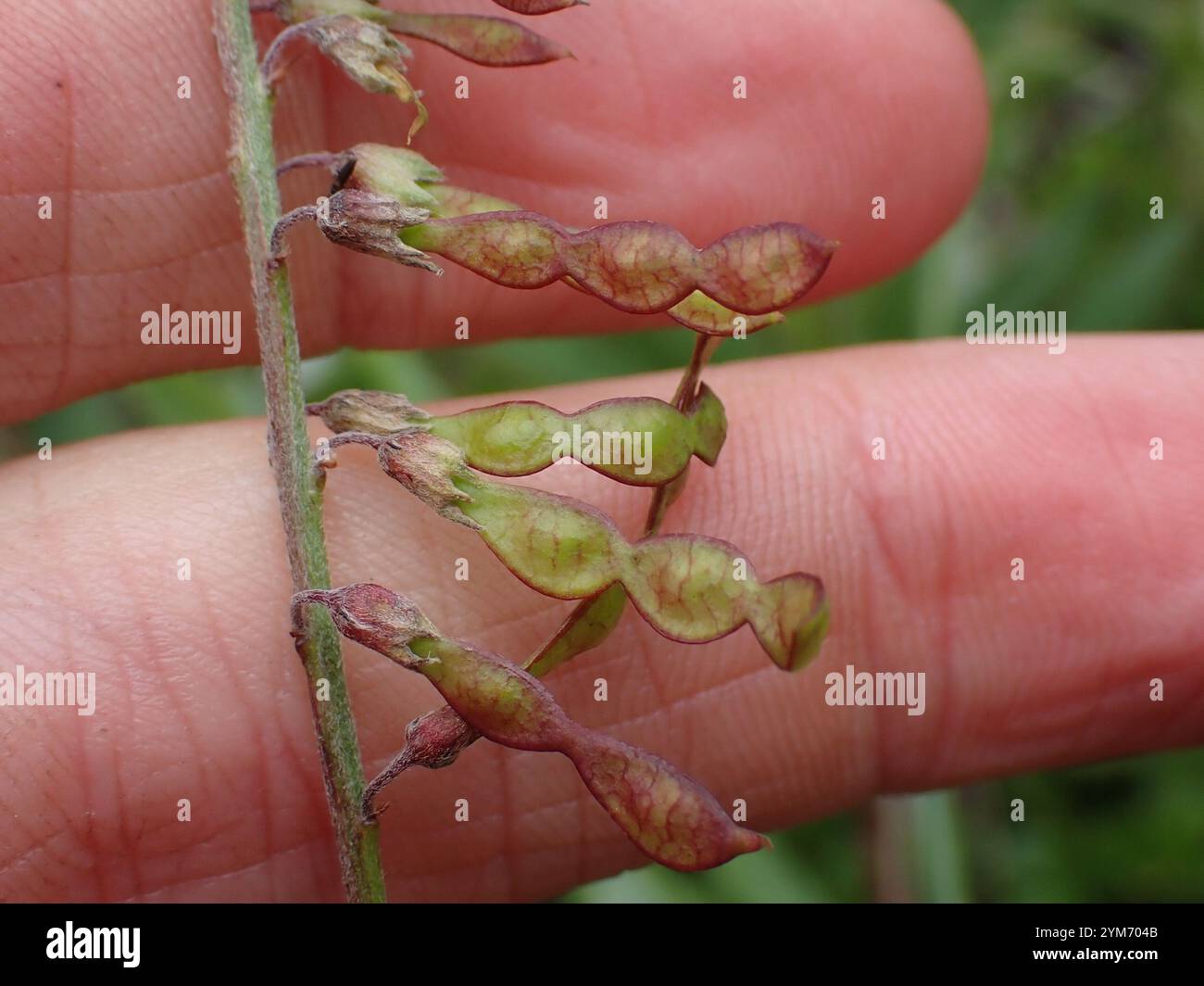 Alpine Sweet-vetch (Hedysarum alpinum Stock Photo - Alamy