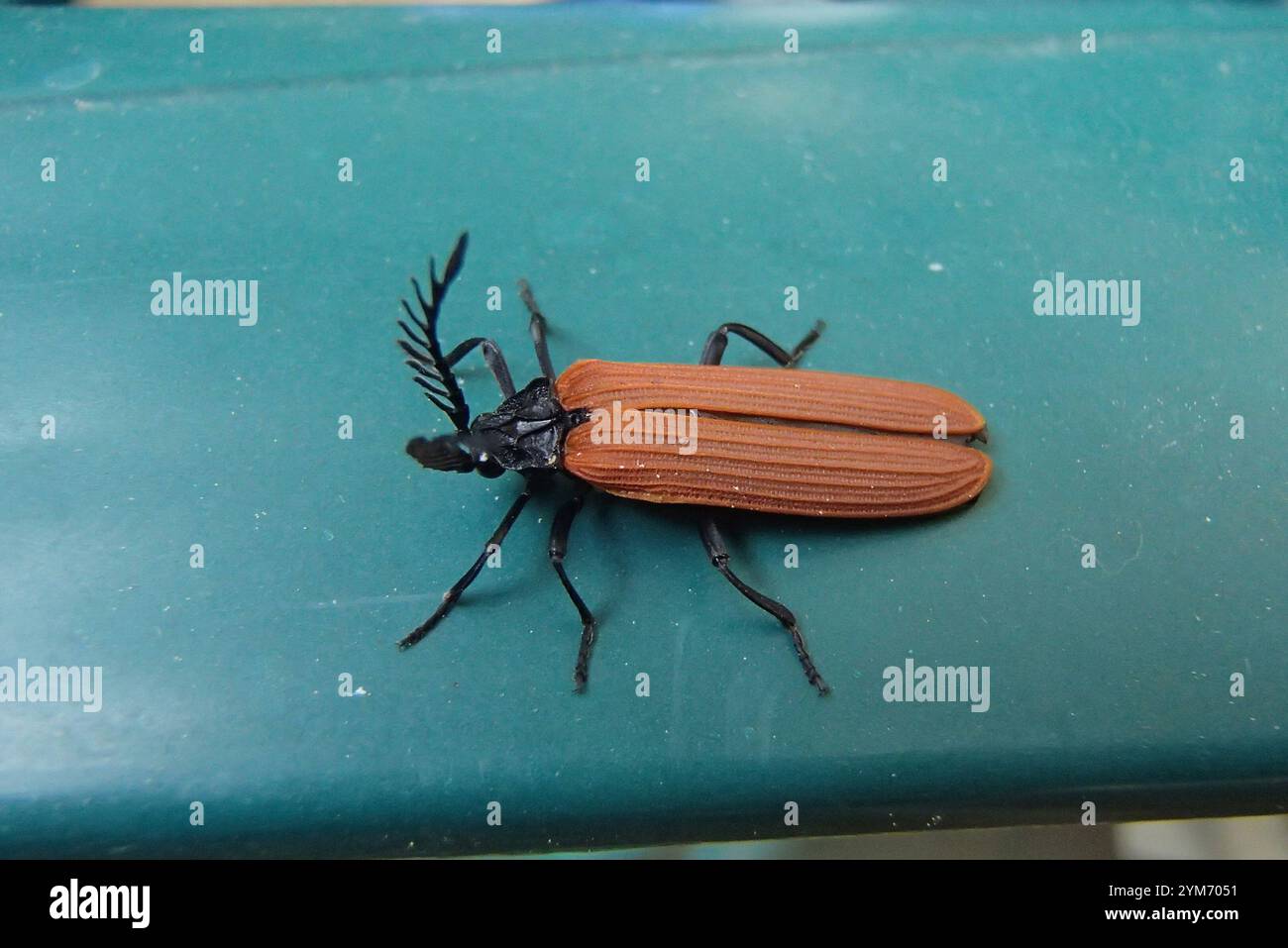Lycid beetle hi-res stock photography and images - Alamy