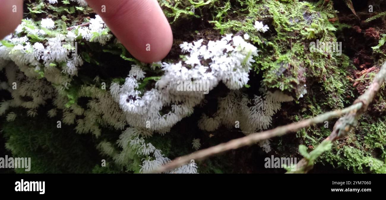 Honeycomb Coral Slime Mold (Ceratiomyxa fruticulosa Stock Photo - Alamy
