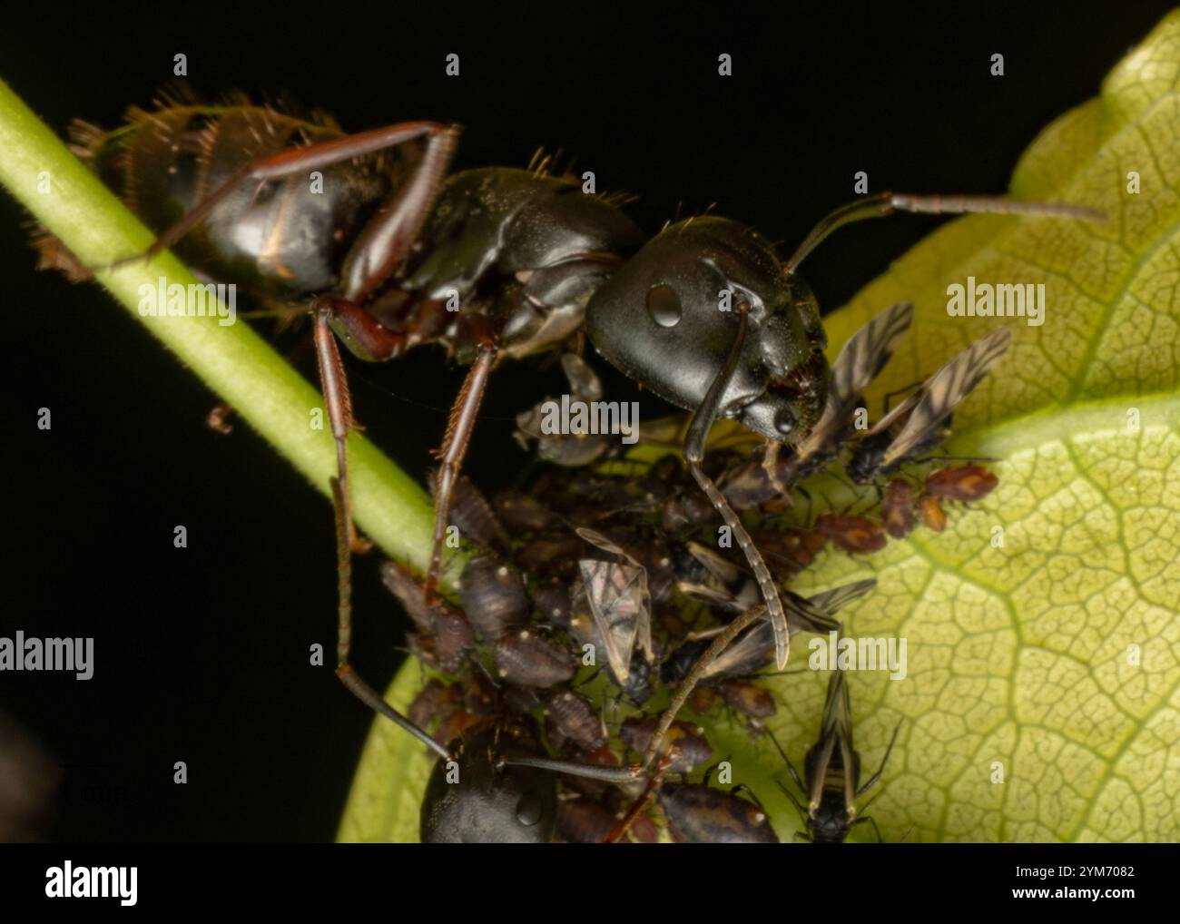 Western Black Carpenter Ant (Camponotus modoc Stock Photo - Alamy