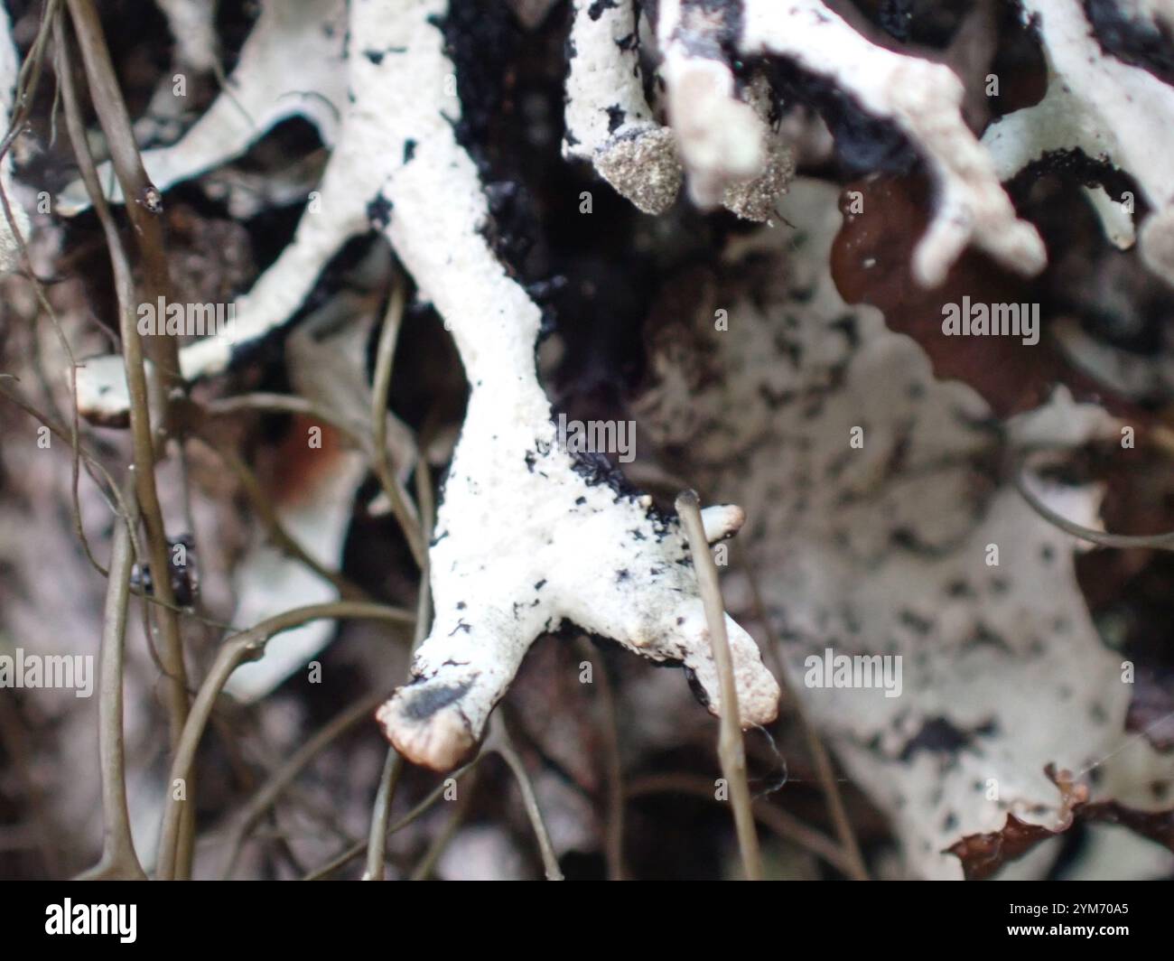 Tube Lichens (Hypogymnia Stock Photo - Alamy