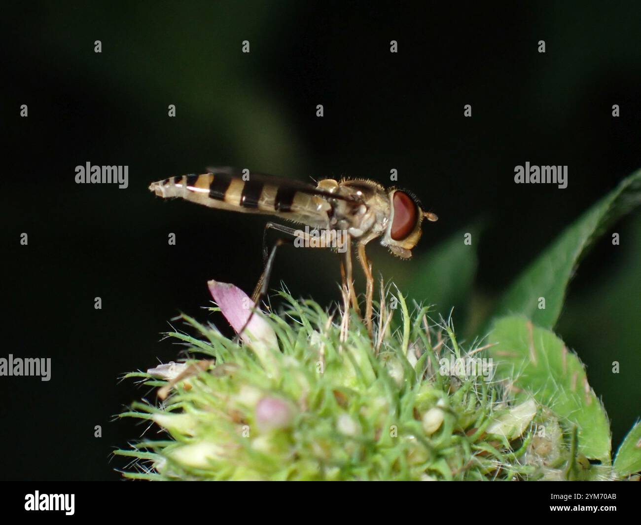 Meliscaeva cinctella hi-res stock photography and images - Alamy