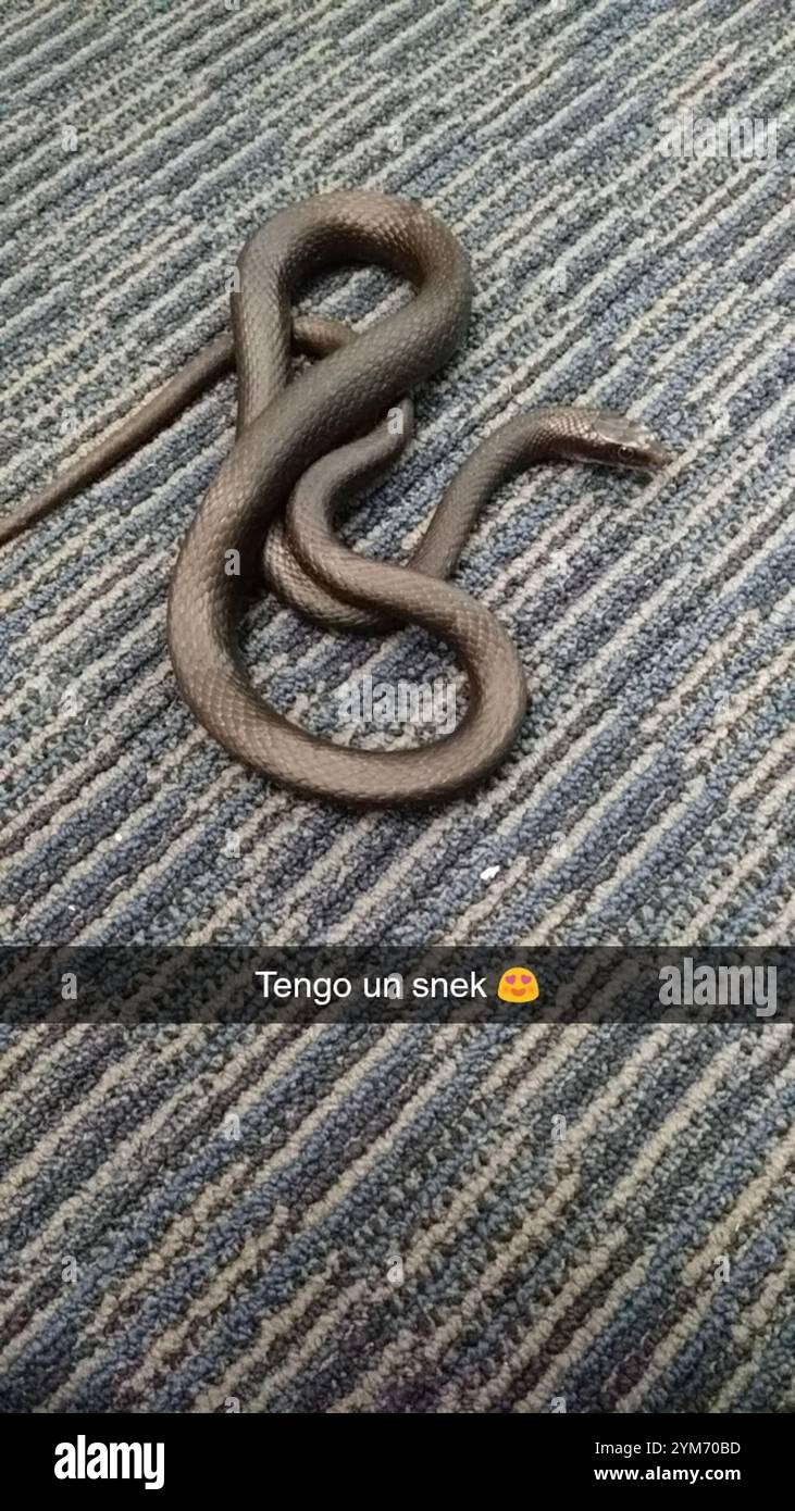 North American Racer (Coluber constrictor Stock Photo - Alamy