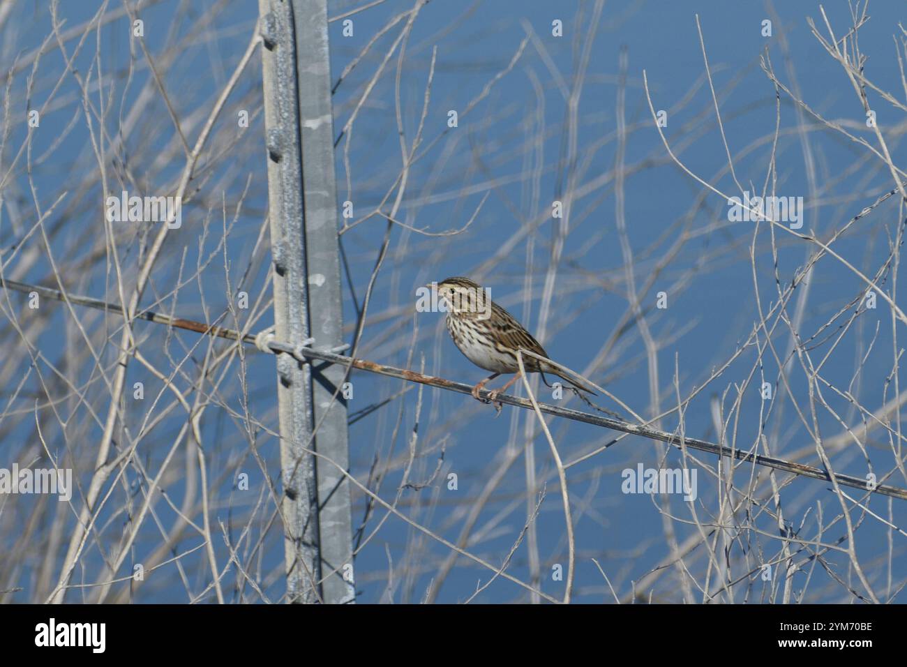 Savannah Sparrow (Passerculus sandwichensis Stock Photo - Alamy
