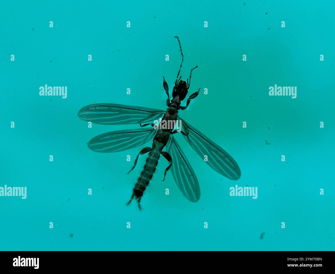 Embioptera hi-res stock photography and images - Alamy