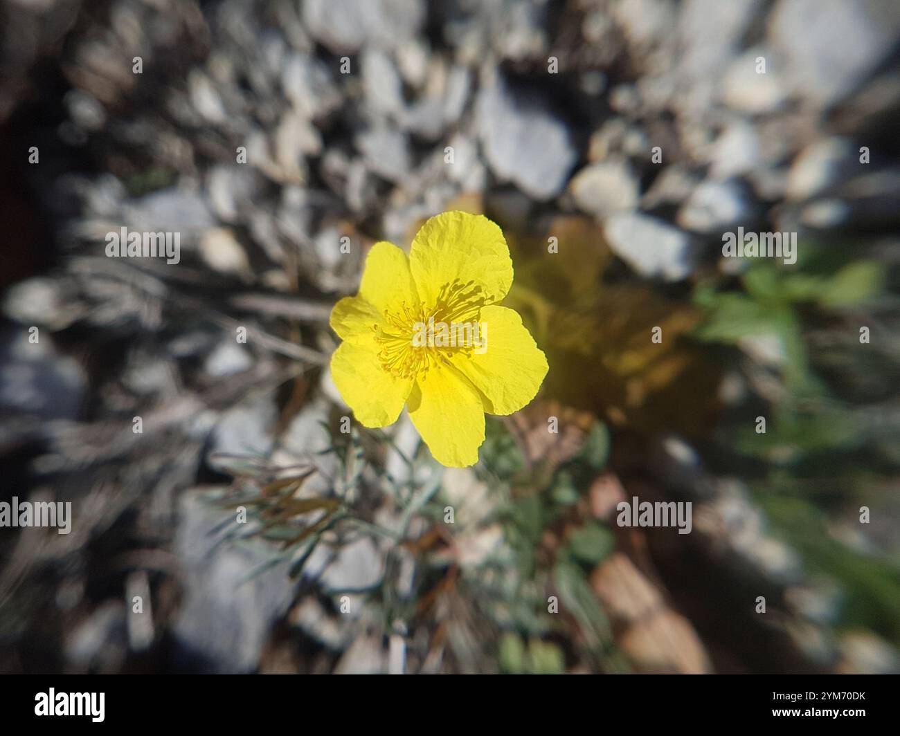 dwarf rock-roses (Helianthemum Stock Photo - Alamy