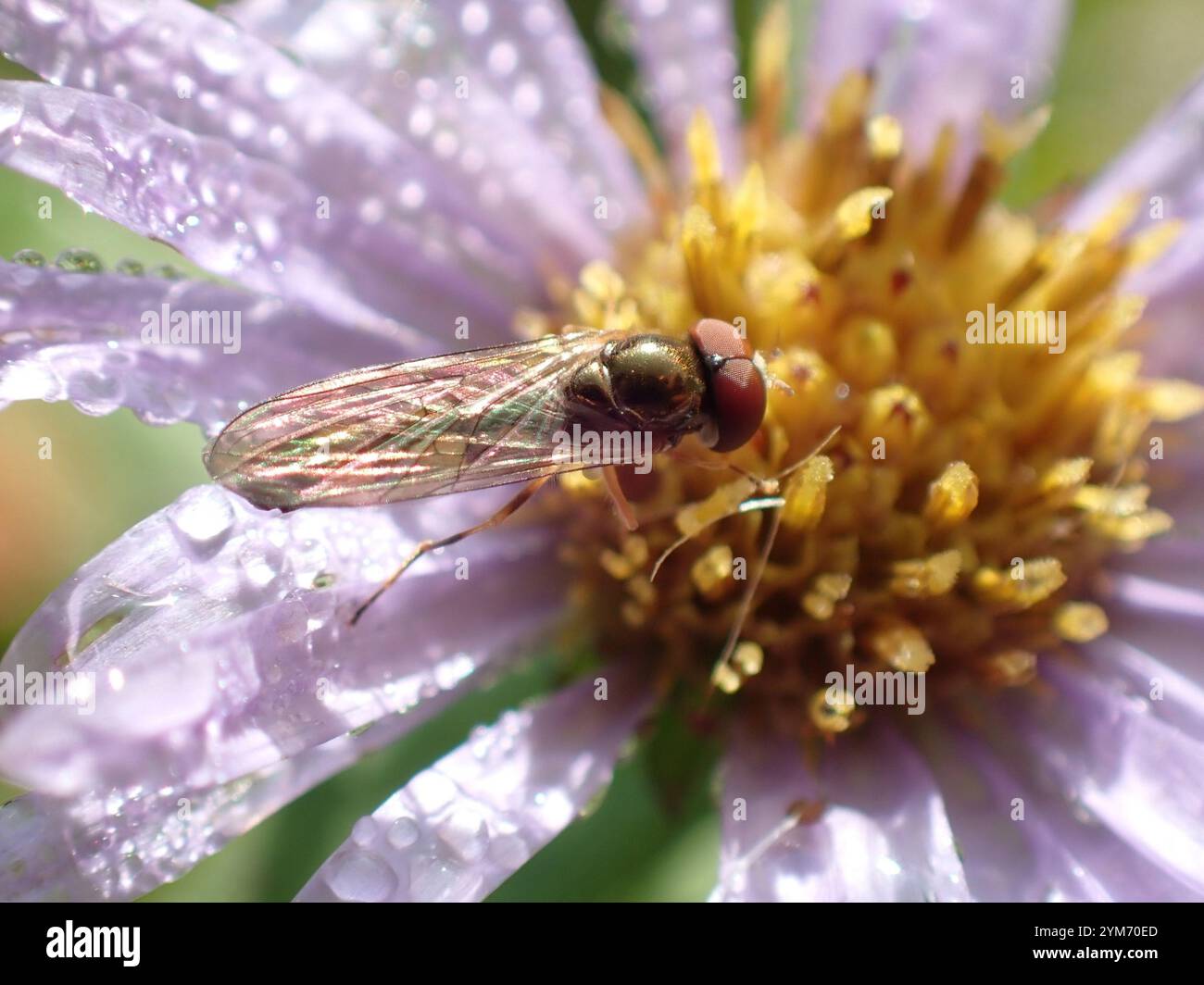 Variable Duskyface Fly (Melanostoma mellinum Stock Photo - Alamy