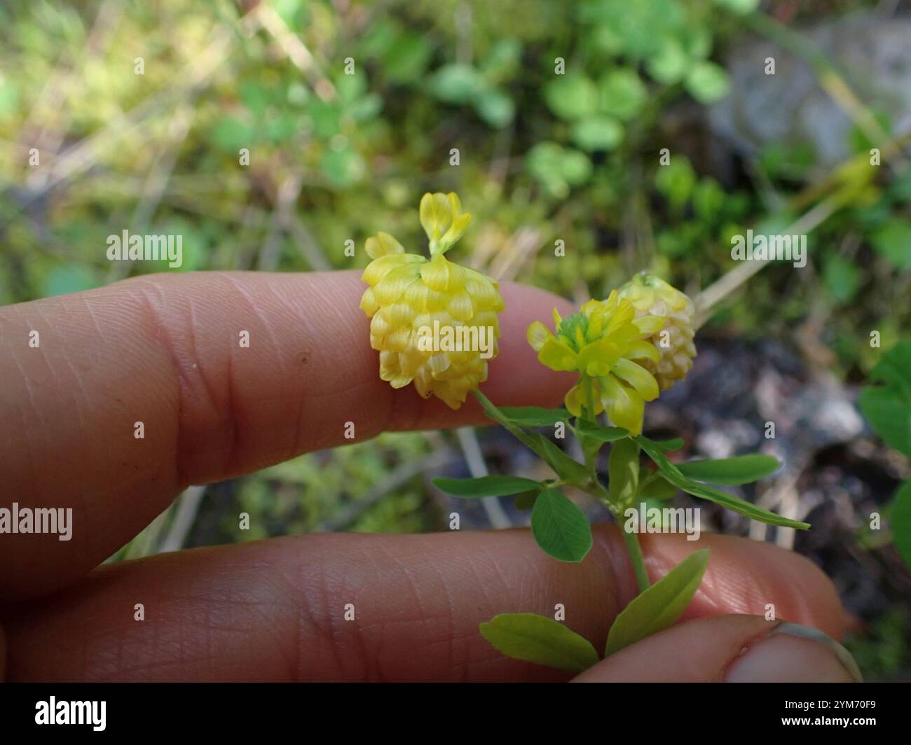 large hop clover (Trifolium aureum Stock Photo - Alamy