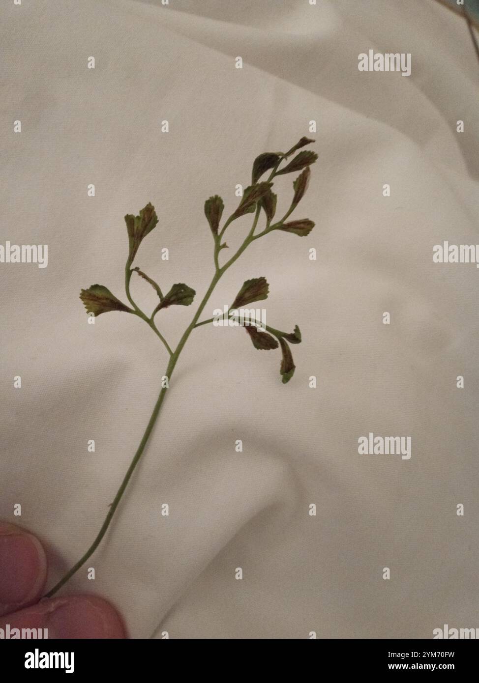 wall-rue (Asplenium ruta-muraria Stock Photo - Alamy