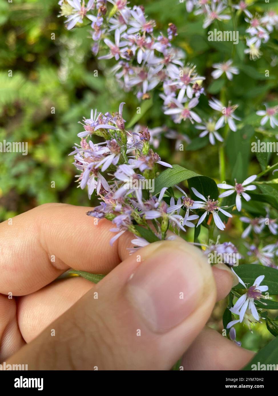 Common Blue Wood Aster (Symphyotrichum cordifolium Stock Photo - Alamy