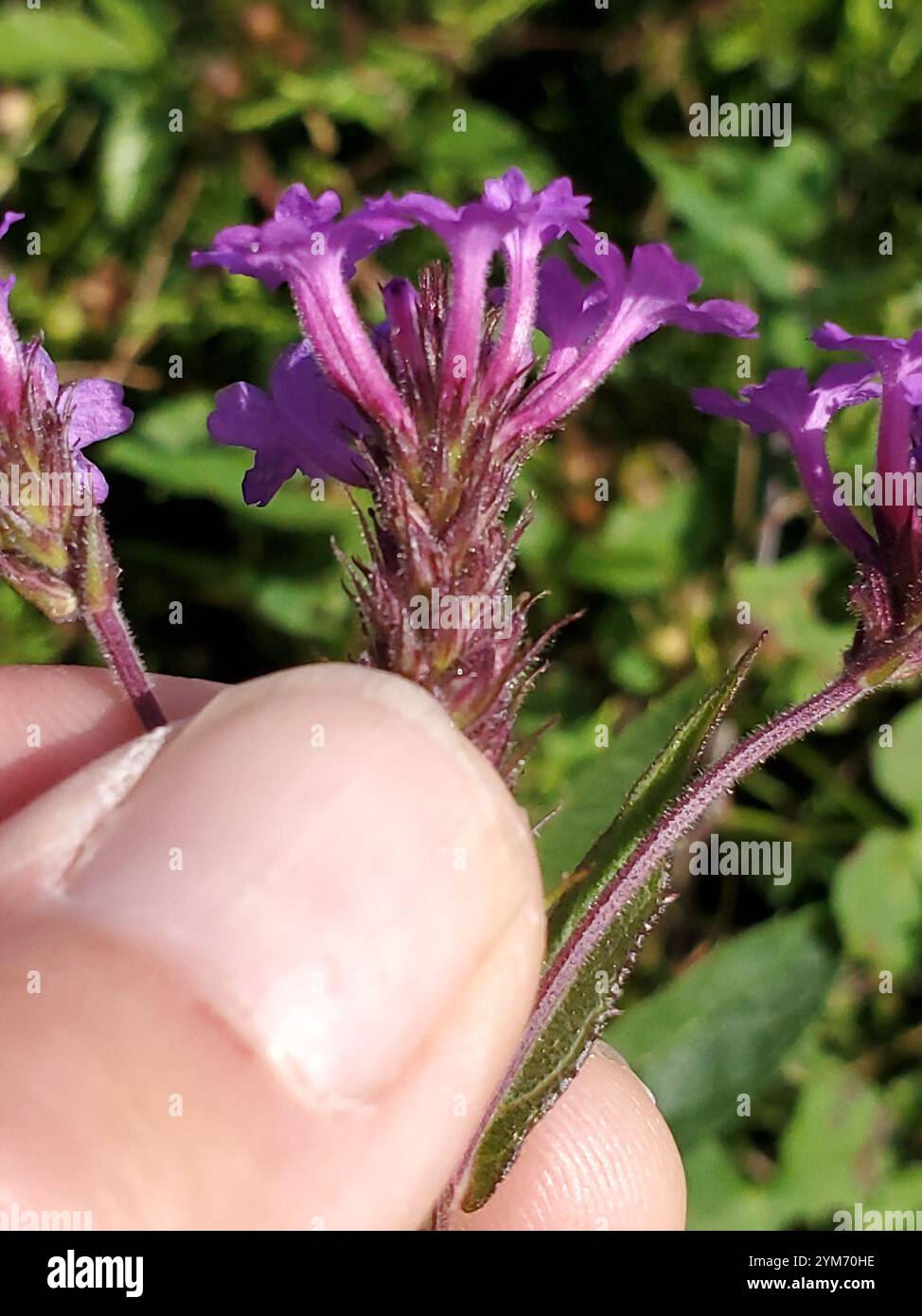 Slender Vervain (Verbena rigida Stock Photo - Alamy