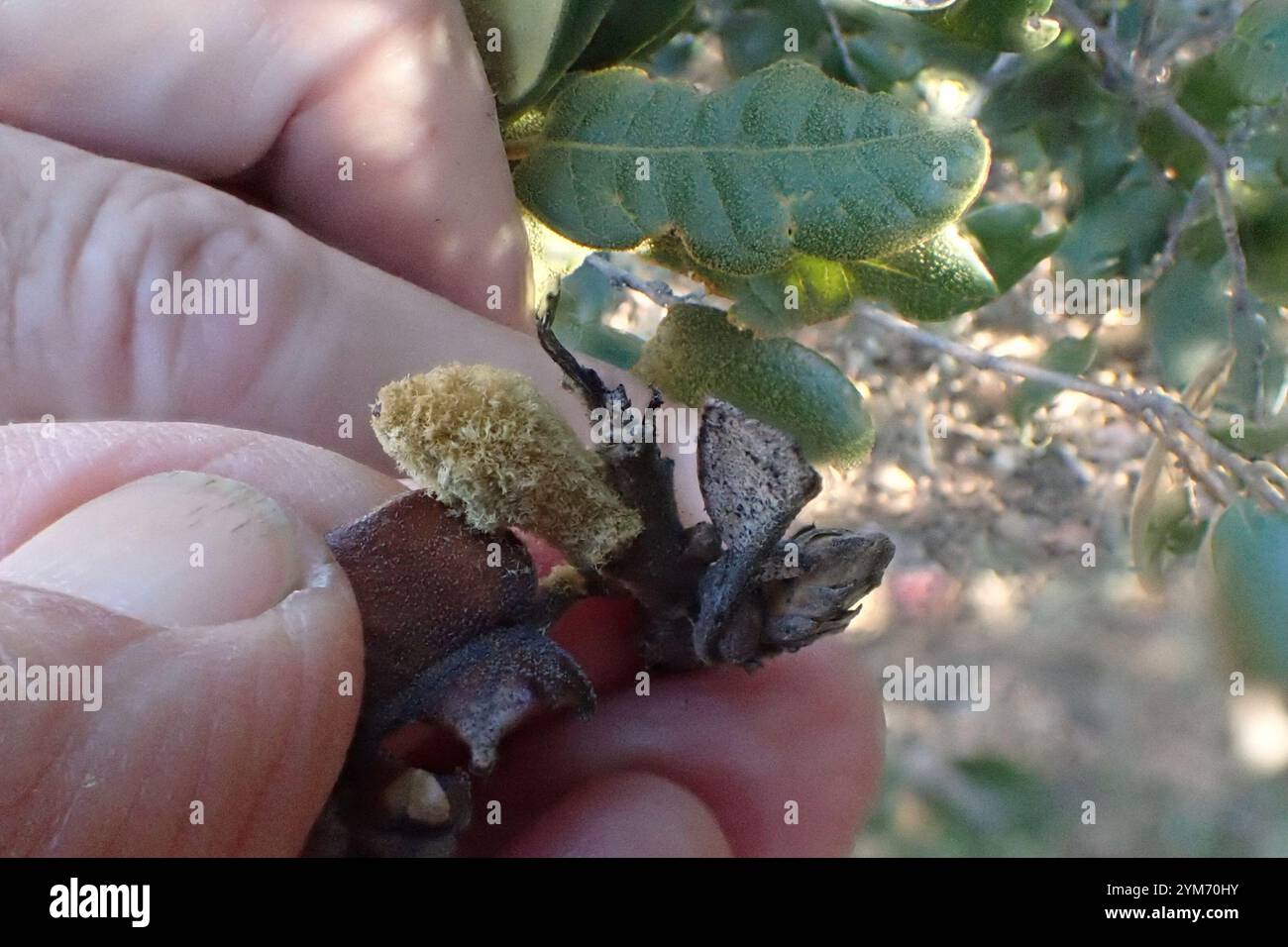 Melanoderma hi-res stock photography and images - Alamy