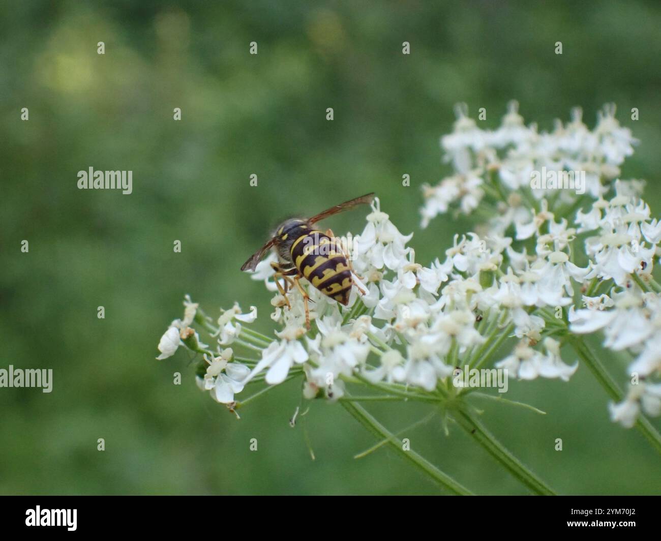 Common Aerial Yellowjacket (Dolichovespula arenaria Stock Photo - Alamy