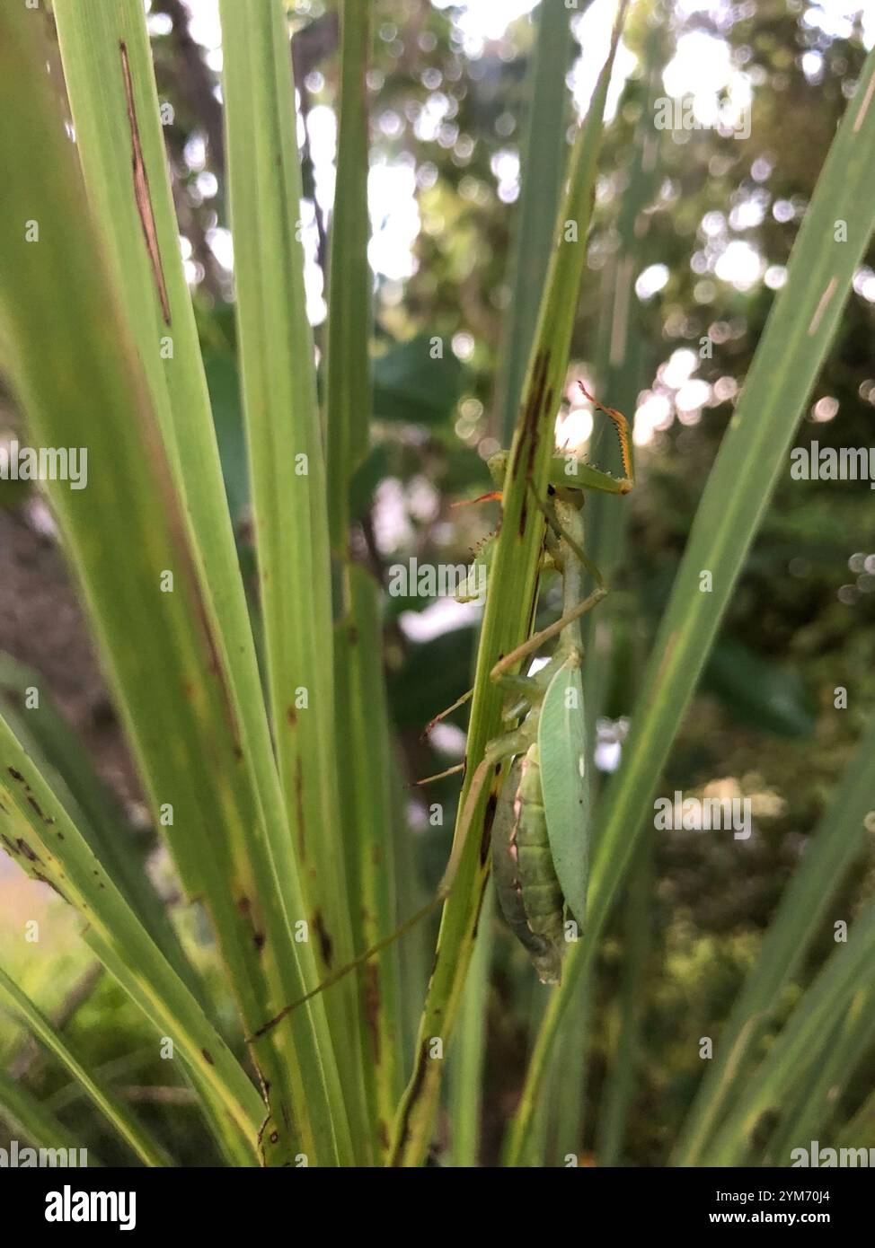 South African Mantis (Miomantis caffra Stock Photo - Alamy