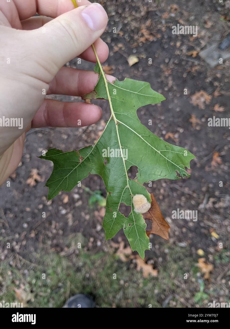 Woolly Oak Gall Wasp (Callirhytis lanata Stock Photo - Alamy