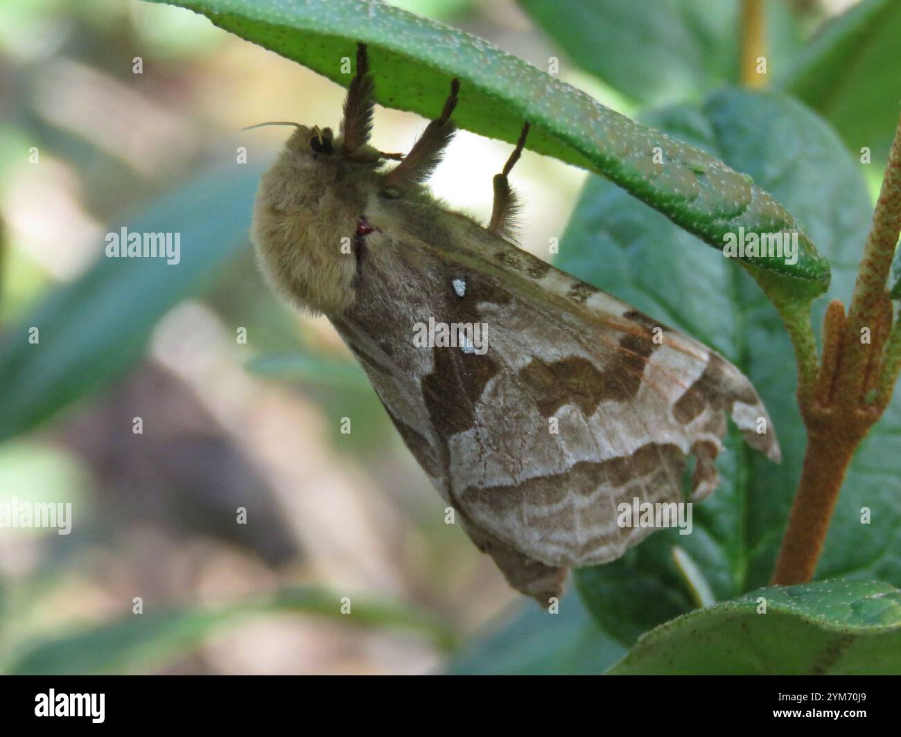 Four-spotted Ghost Moth (Sthenopis purpurascens Stock Photo - Alamy