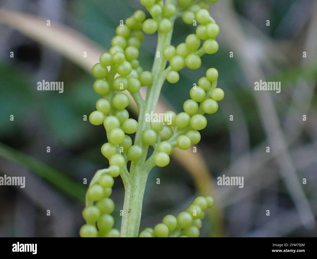 rattlesnake fern (Botrypus virginianus Stock Photo - Alamy