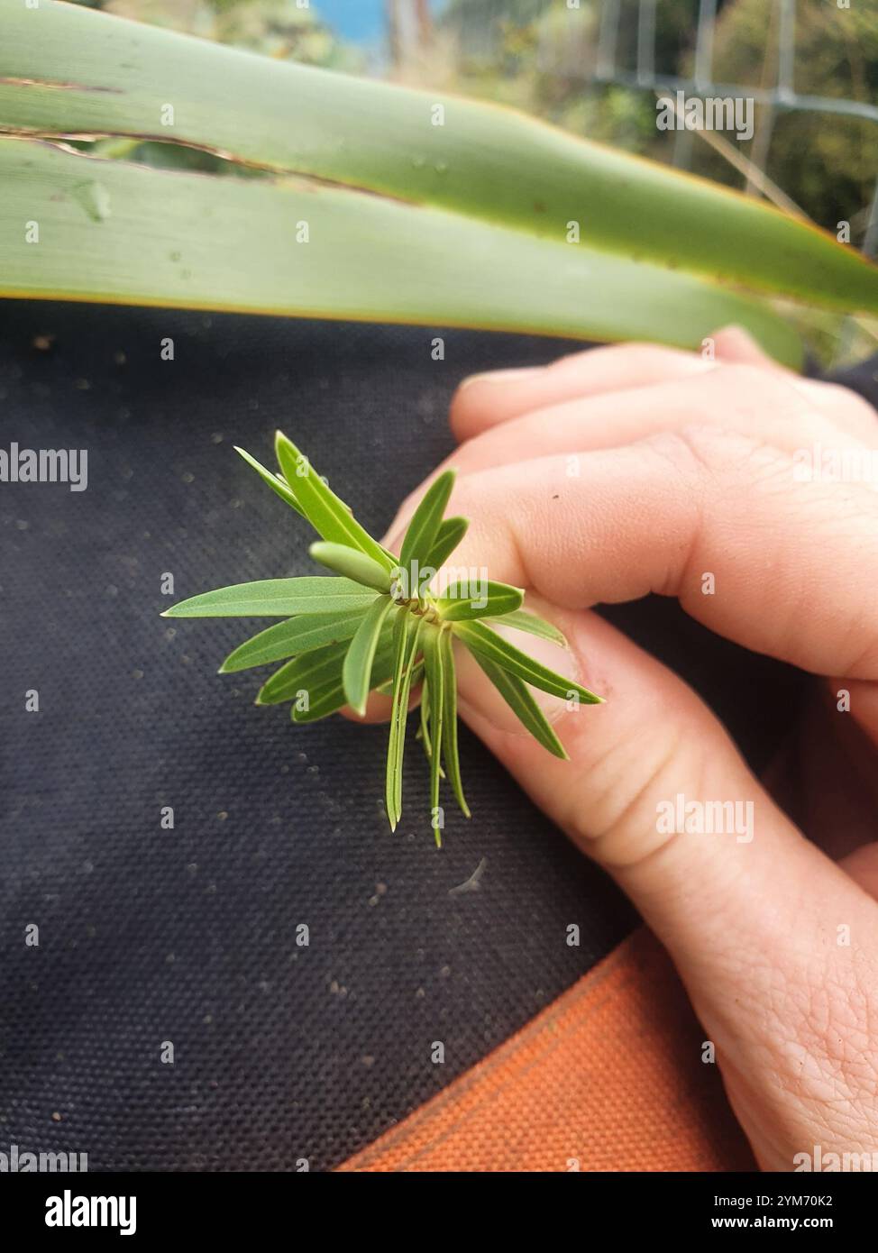Tree Hebe (Veronica parviflora Stock Photo - Alamy