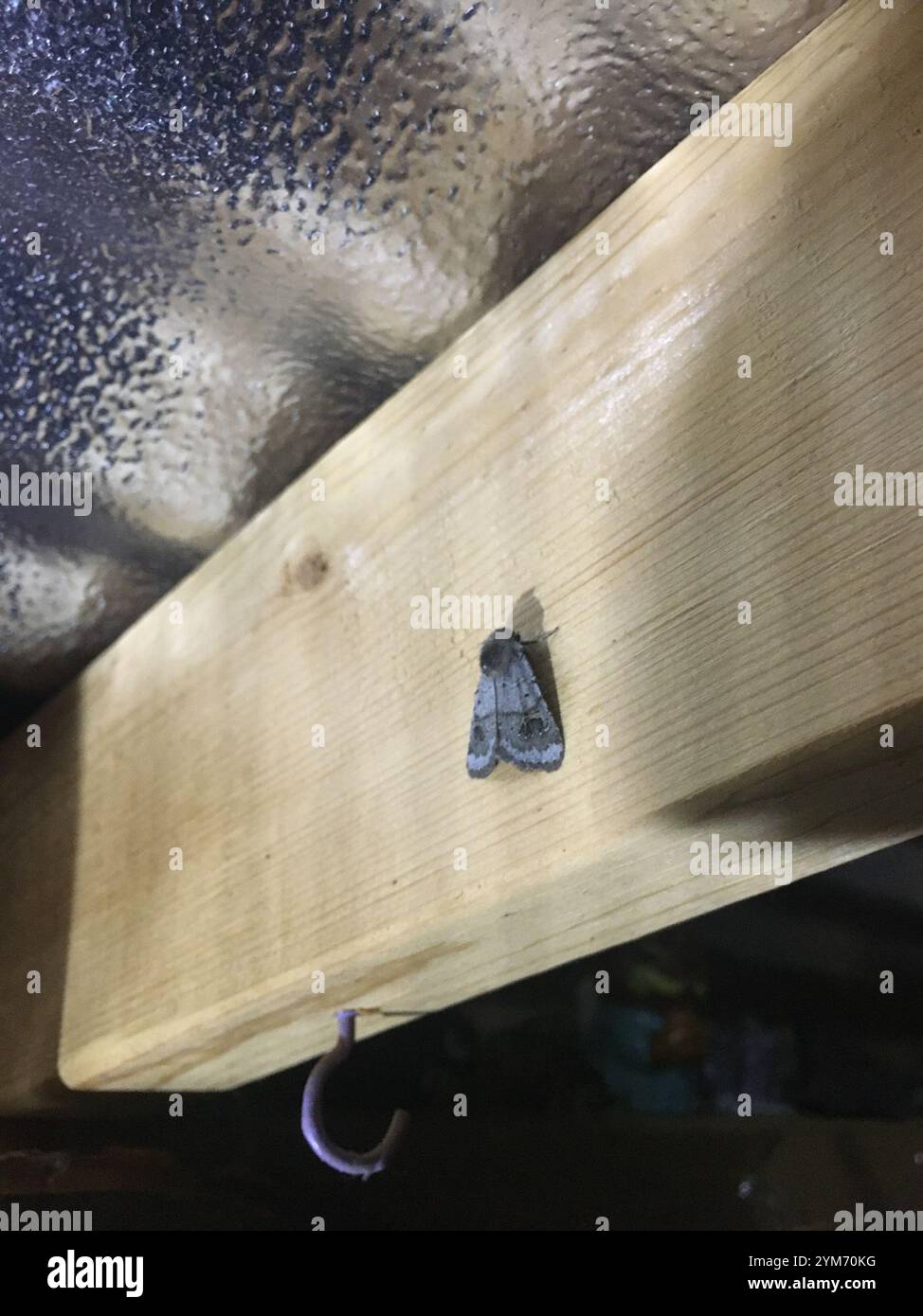 Cutworms and Dart Moths (Noctuinae Stock Photo - Alamy