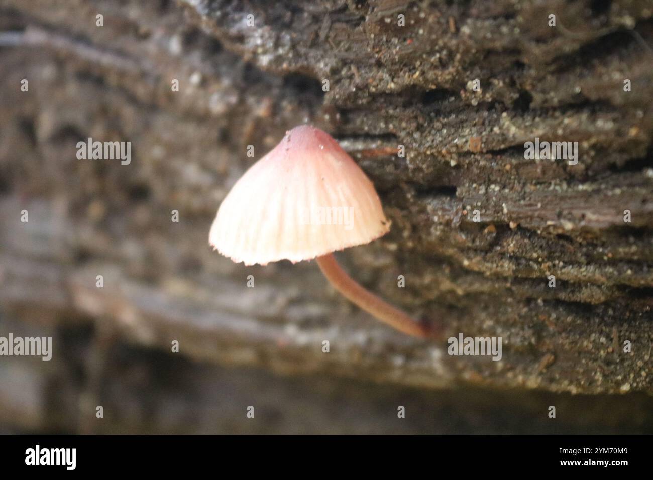 Bleeding Fairy Helmet (Mycena haematopus Stock Photo - Alamy