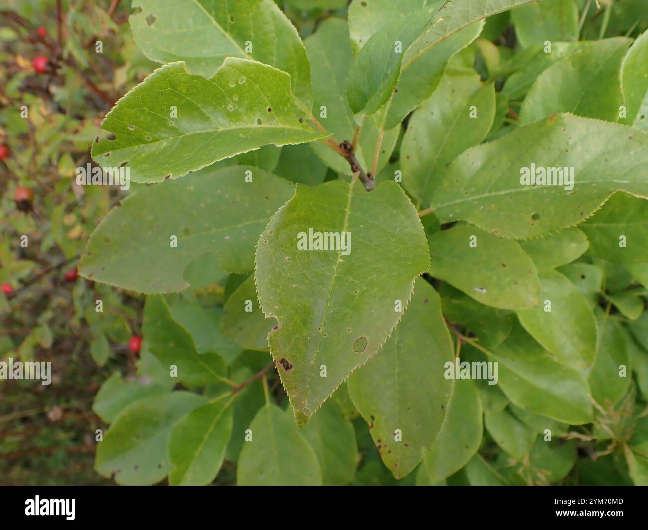 chokecherry (Prunus virginiana Stock Photo - Alamy