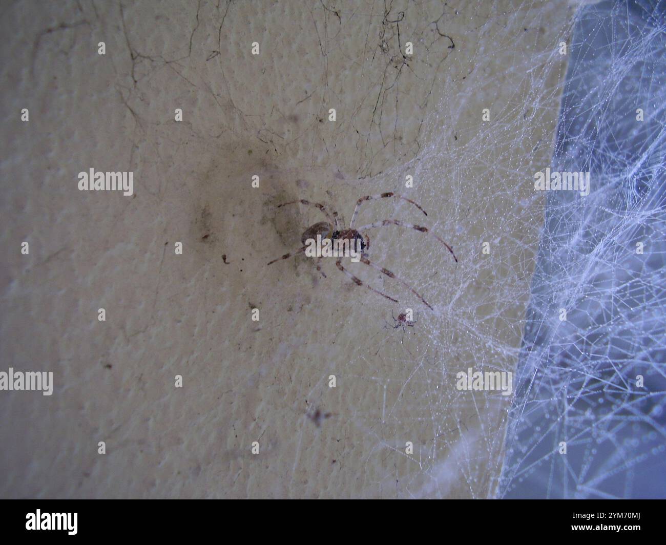 Nephilingis cruentata hi-res stock photography and images - Alamy