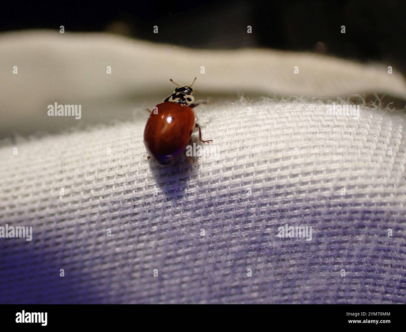 Two-spotted Lady Beetle (Adalia bipunctata Stock Photo - Alamy