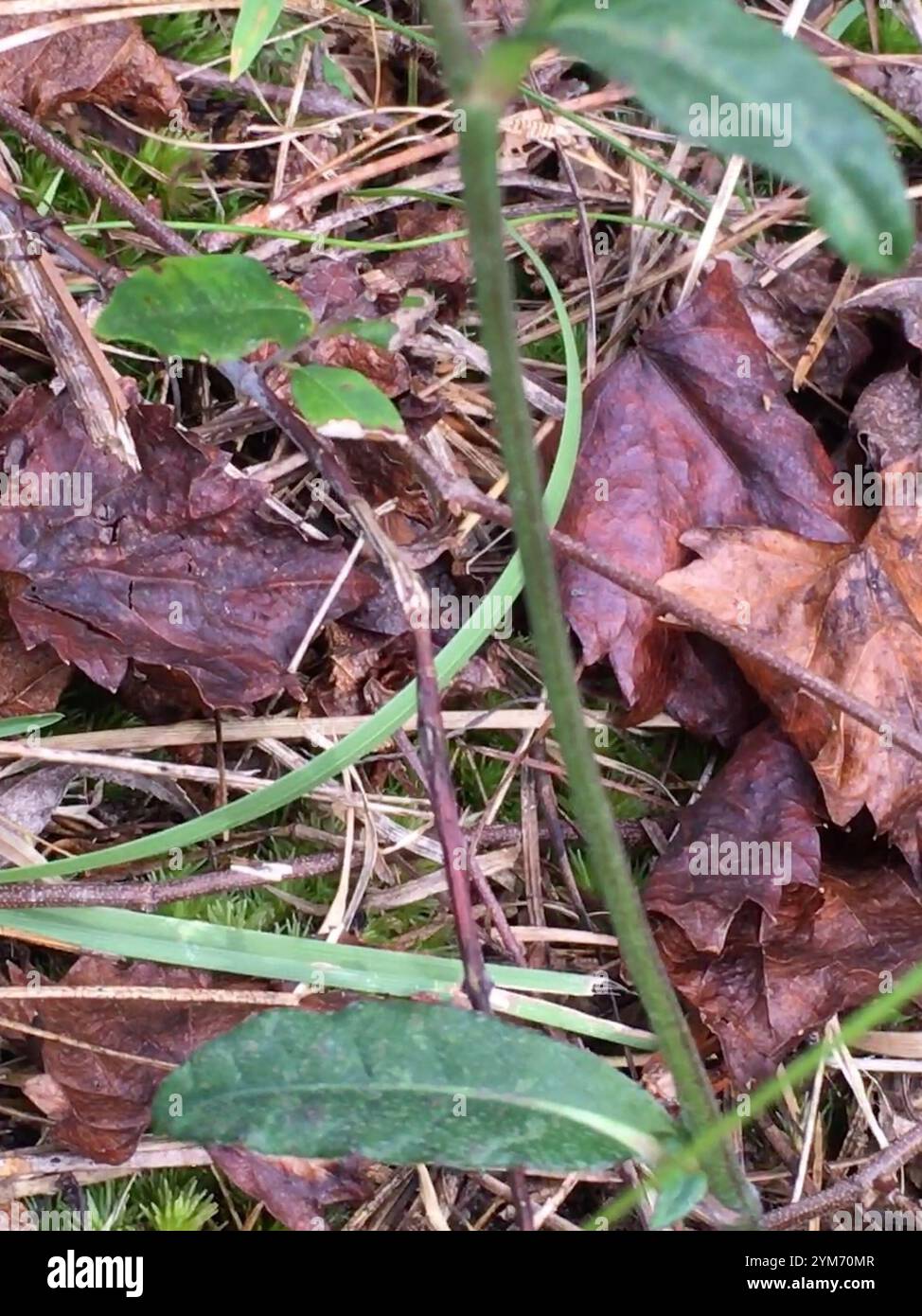 Smooth Elephant's Foot (Elephantopus nudatus Stock Photo - Alamy