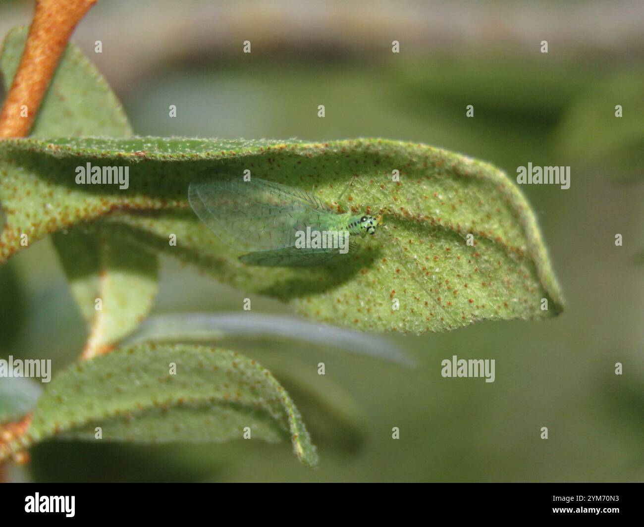 Chi x hi-res stock photography and images - Alamy
