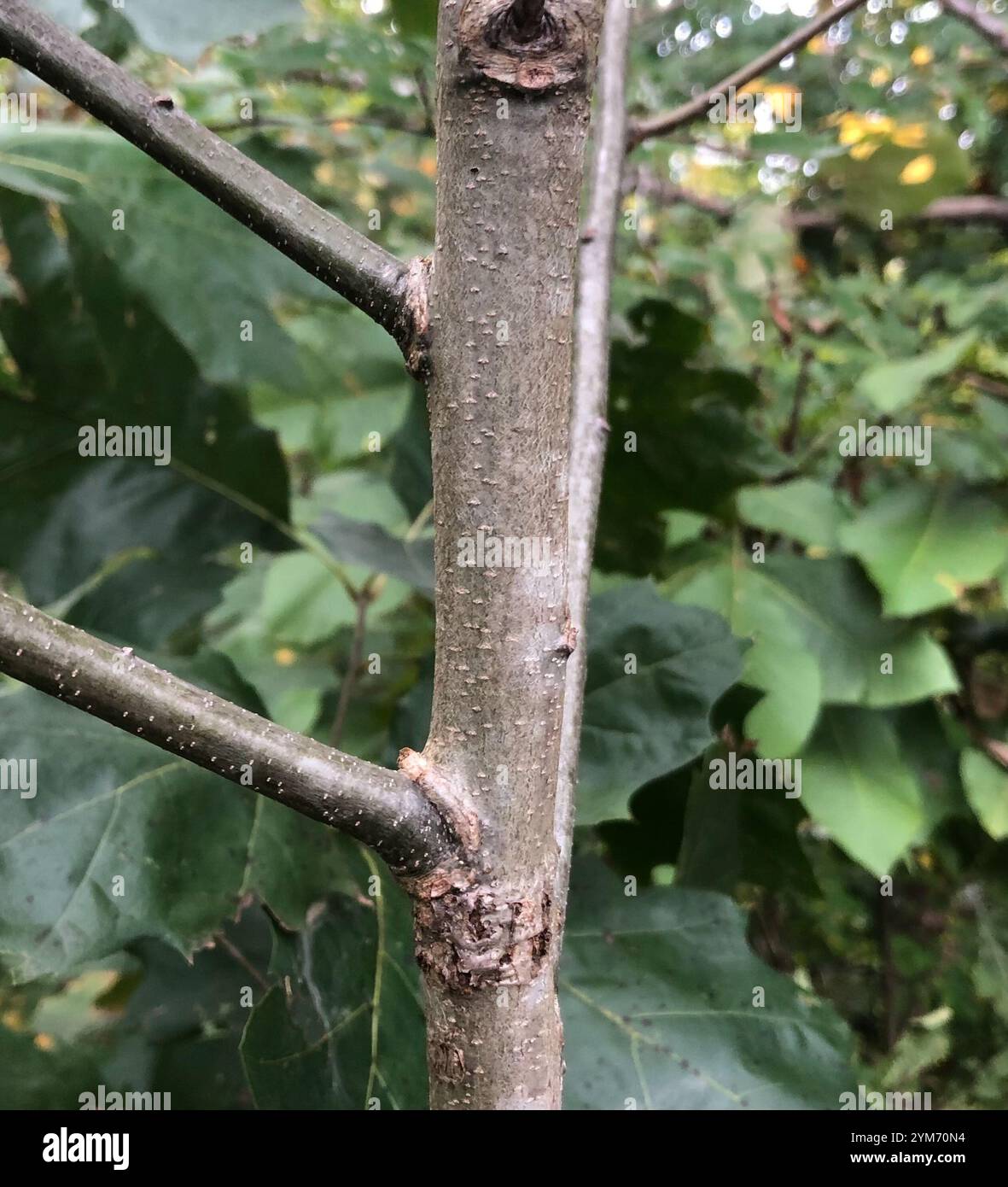 Black oak quercus velutina hi-res stock photography and images - Alamy