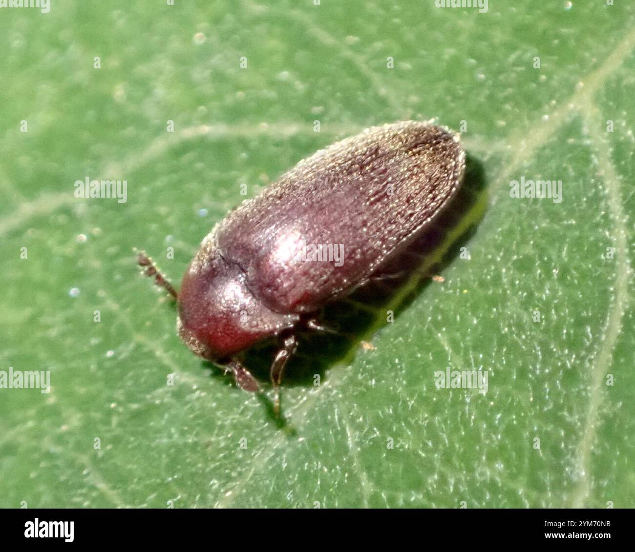 Small false click beetles (Throscidae Stock Photo - Alamy
