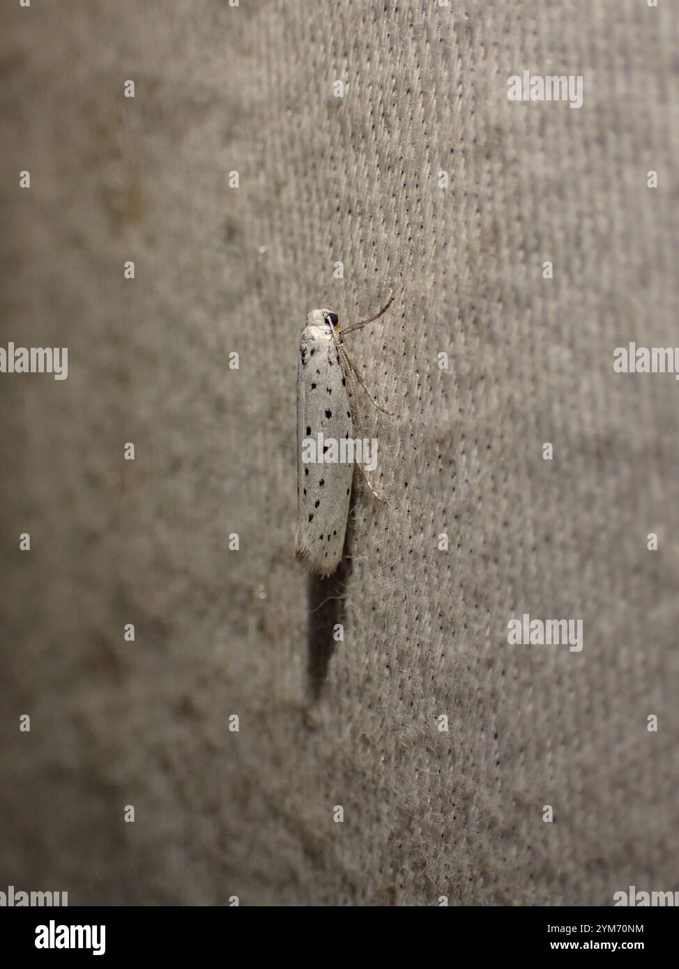 Small Ermine Moths (Yponomeuta Stock Photo - Alamy