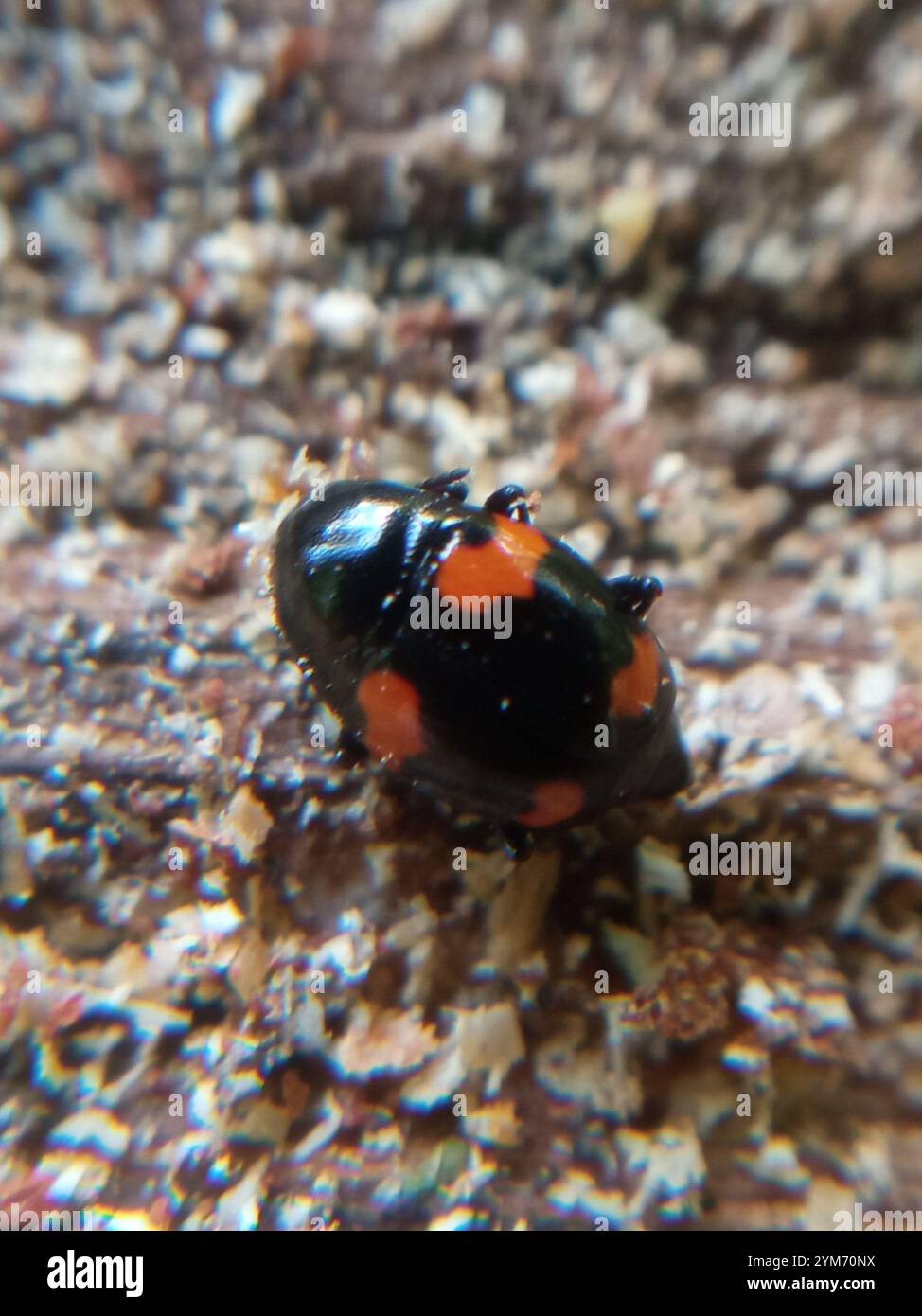 Orange-spotted Scaphidium (Scaphidium quadrimaculatum Stock Photo - Alamy