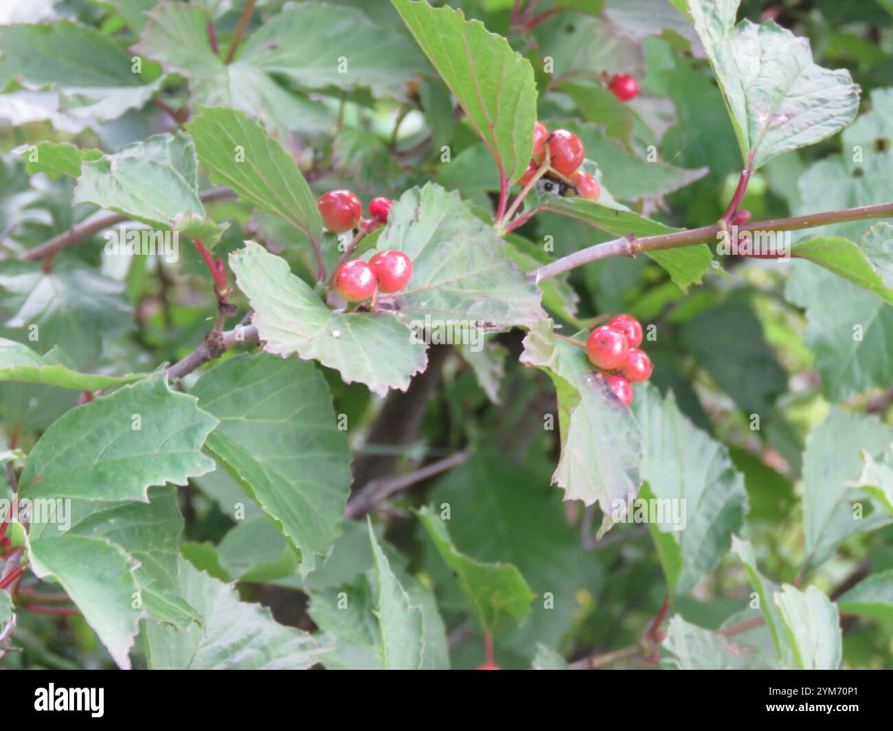 Viburnum edule hi-res stock photography and images - Alamy