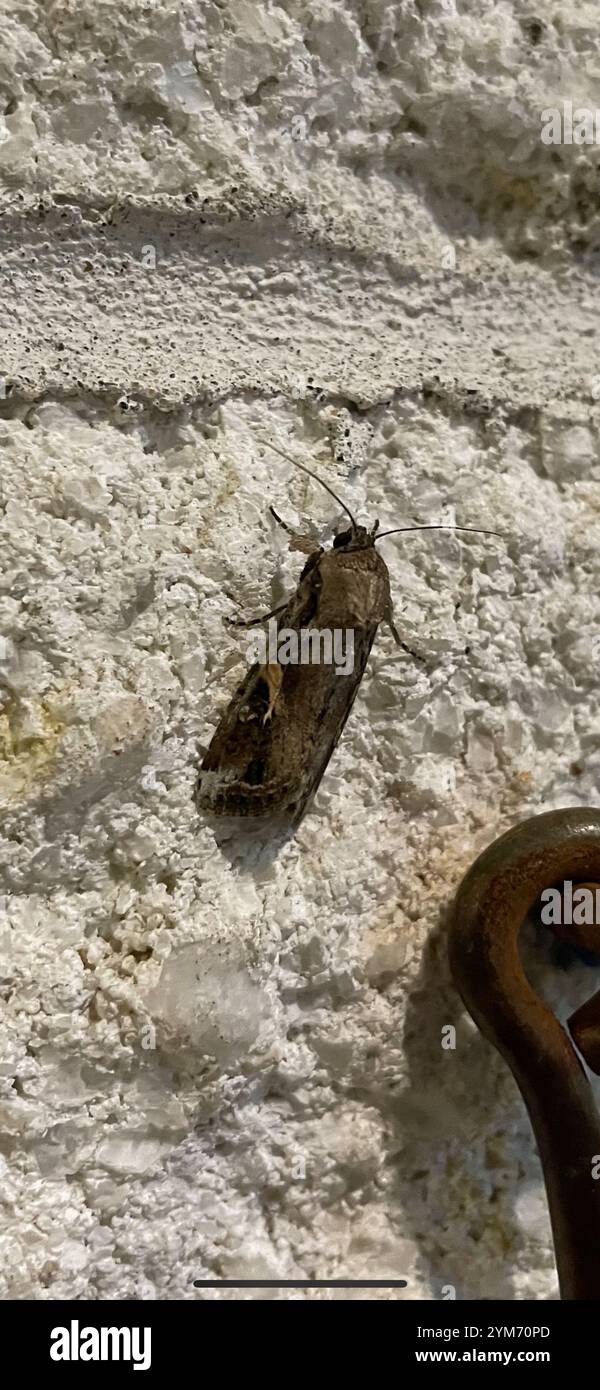 Fall Armyworm Moth (Spodoptera frugiperda Stock Photo - Alamy