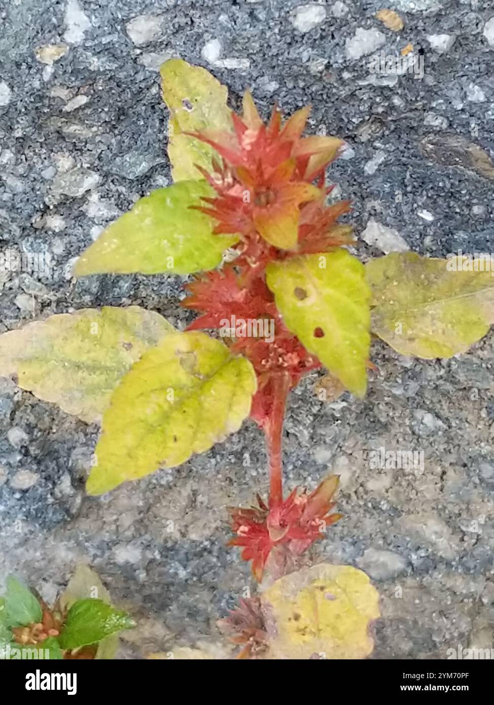 common copperleaf (Acalypha rhomboidea Stock Photo - Alamy