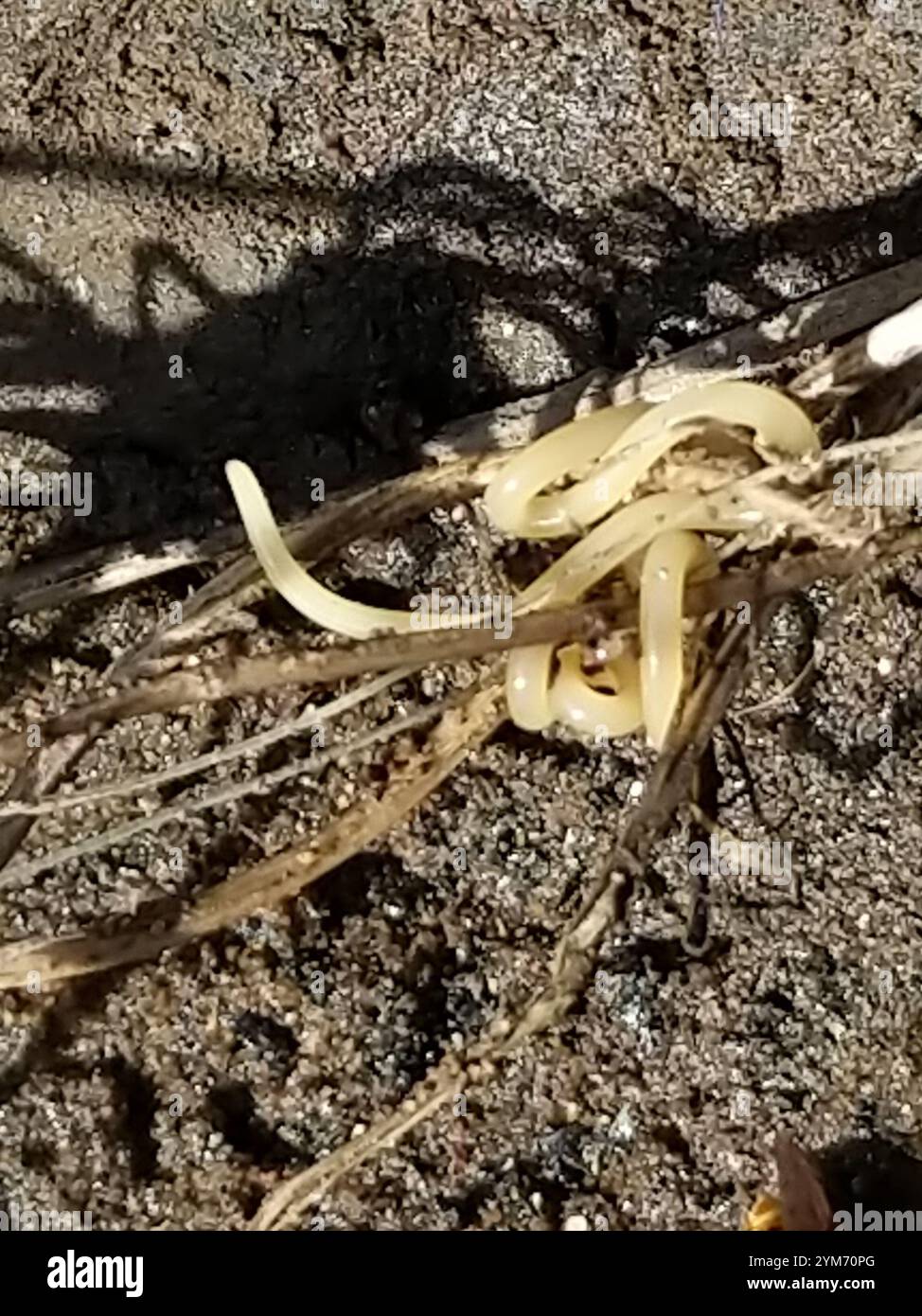 Downy Yellowjacket (Vespula flavopilosa Stock Photo - Alamy