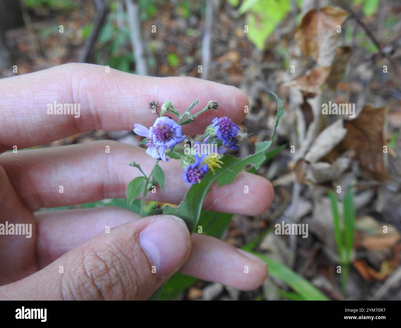 Short's aster (Symphyotrichum shortii Stock Photo - Alamy